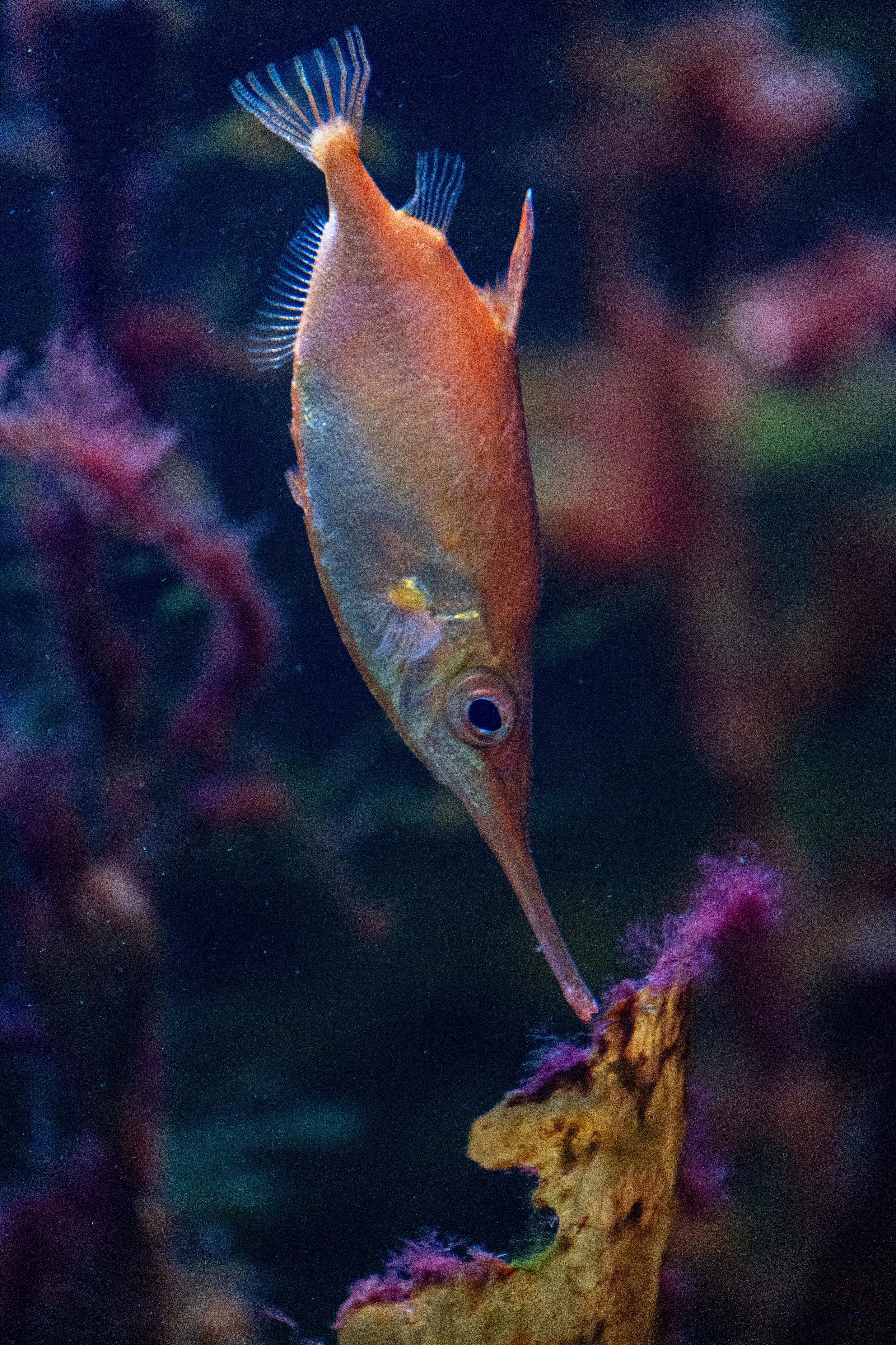 Longnose Hawkfish in Marine Aquarium Setting · Free Stock Photo