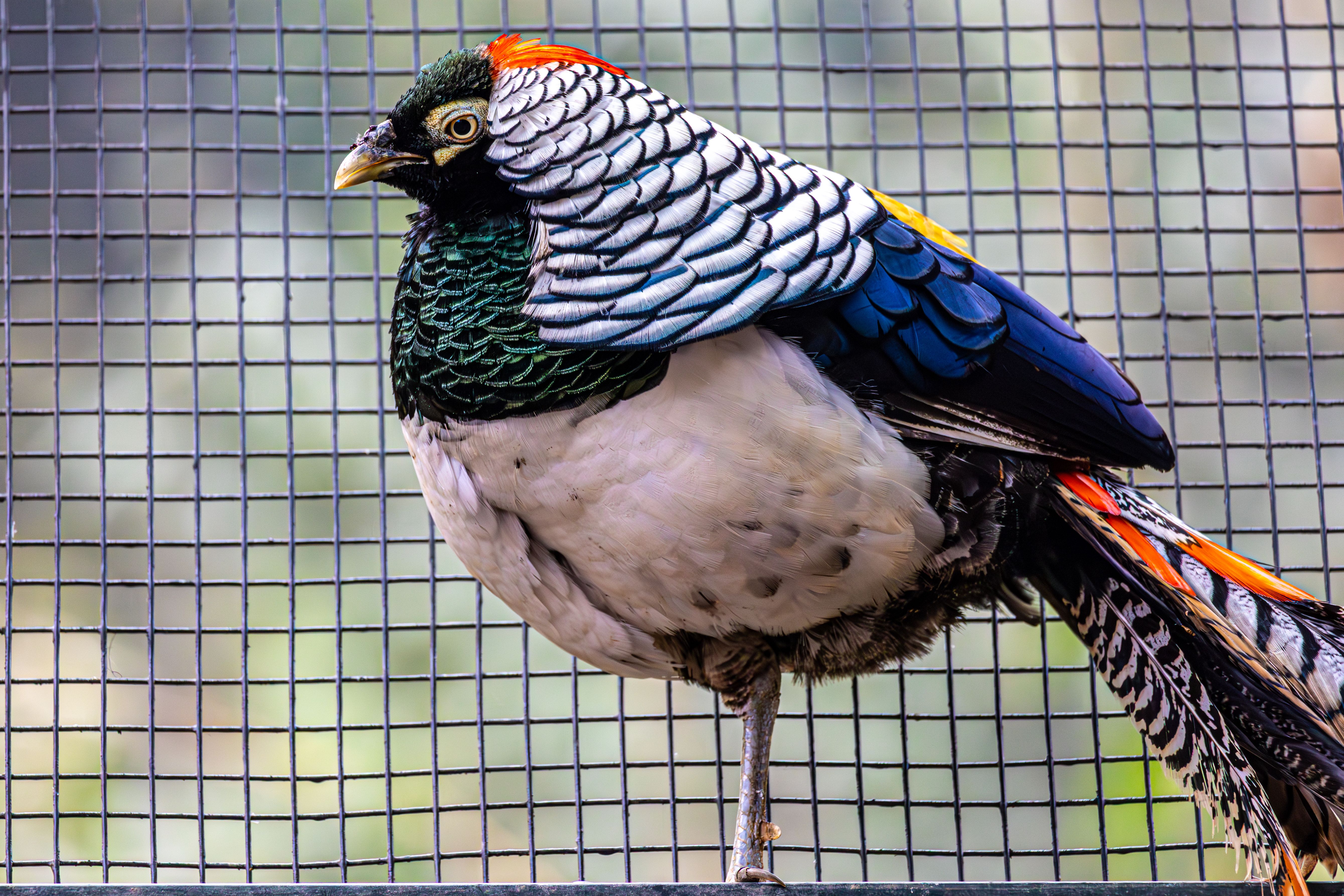 Colorful Lady Amherst's Pheasant Profile · Free Stock Photo