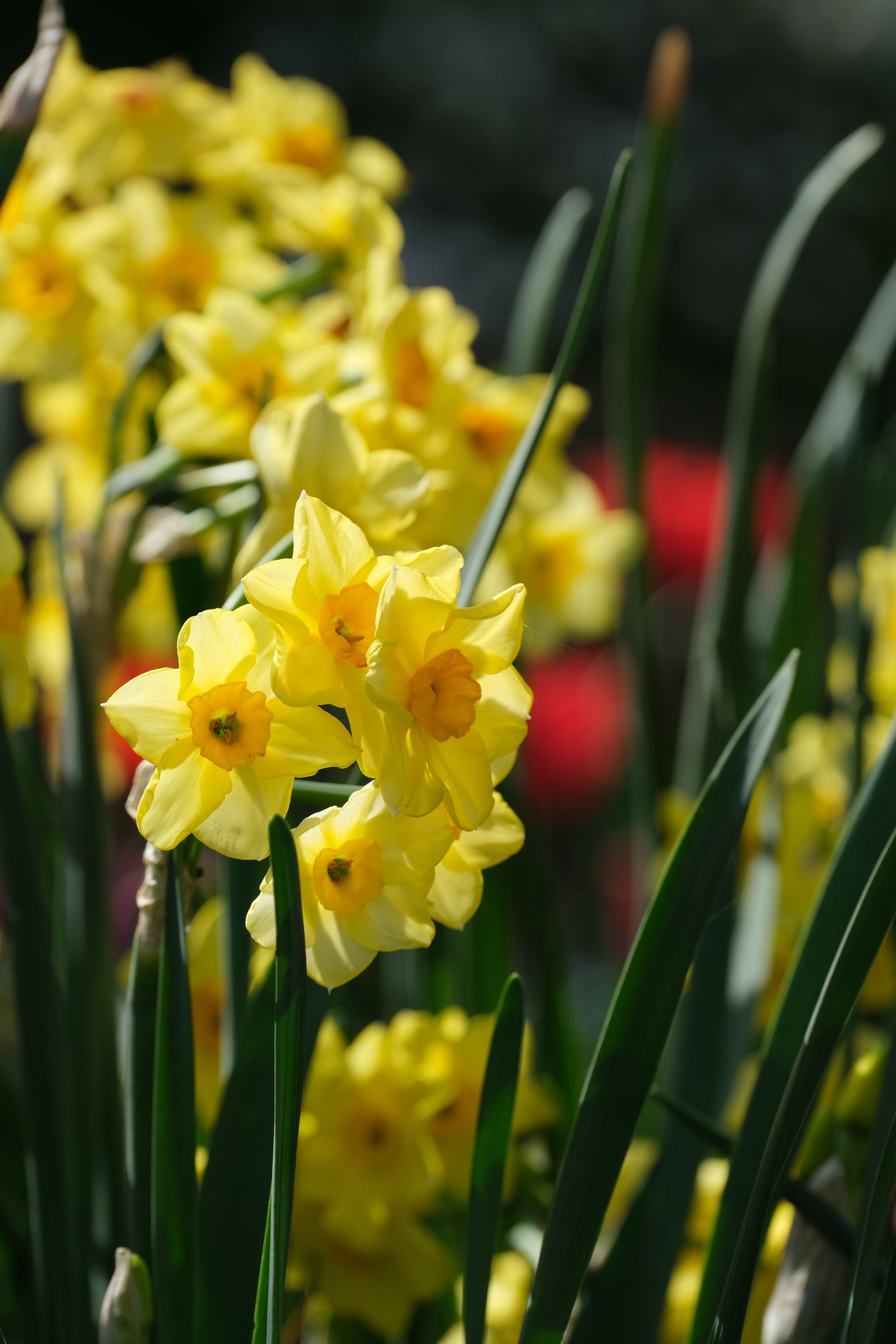 Vibrant Yellow Daffodils in Spring Sunlight · Free Stock Photo