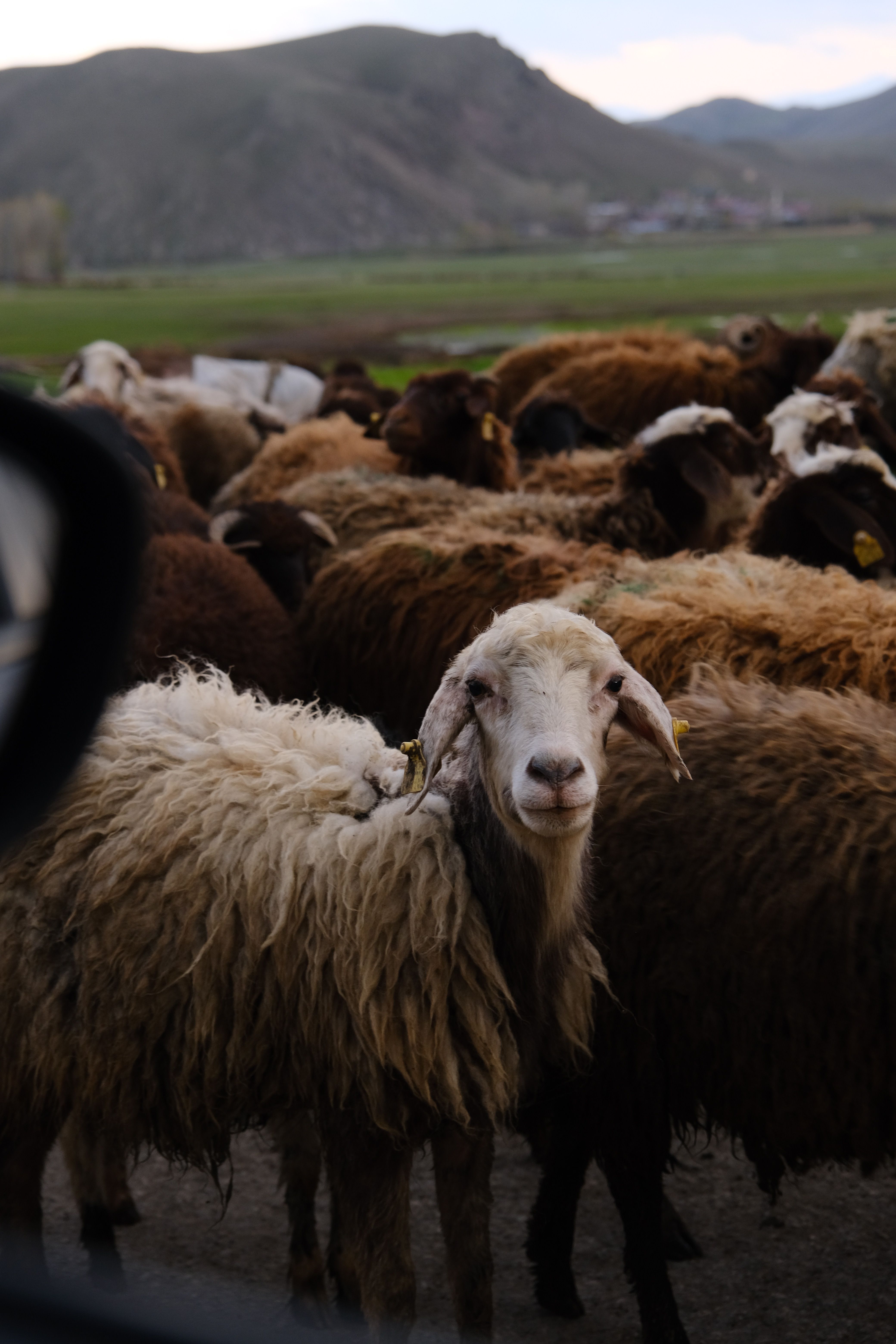 Serene Flock of Sheep Grazing in Mountain Valley · Free Stock Photo