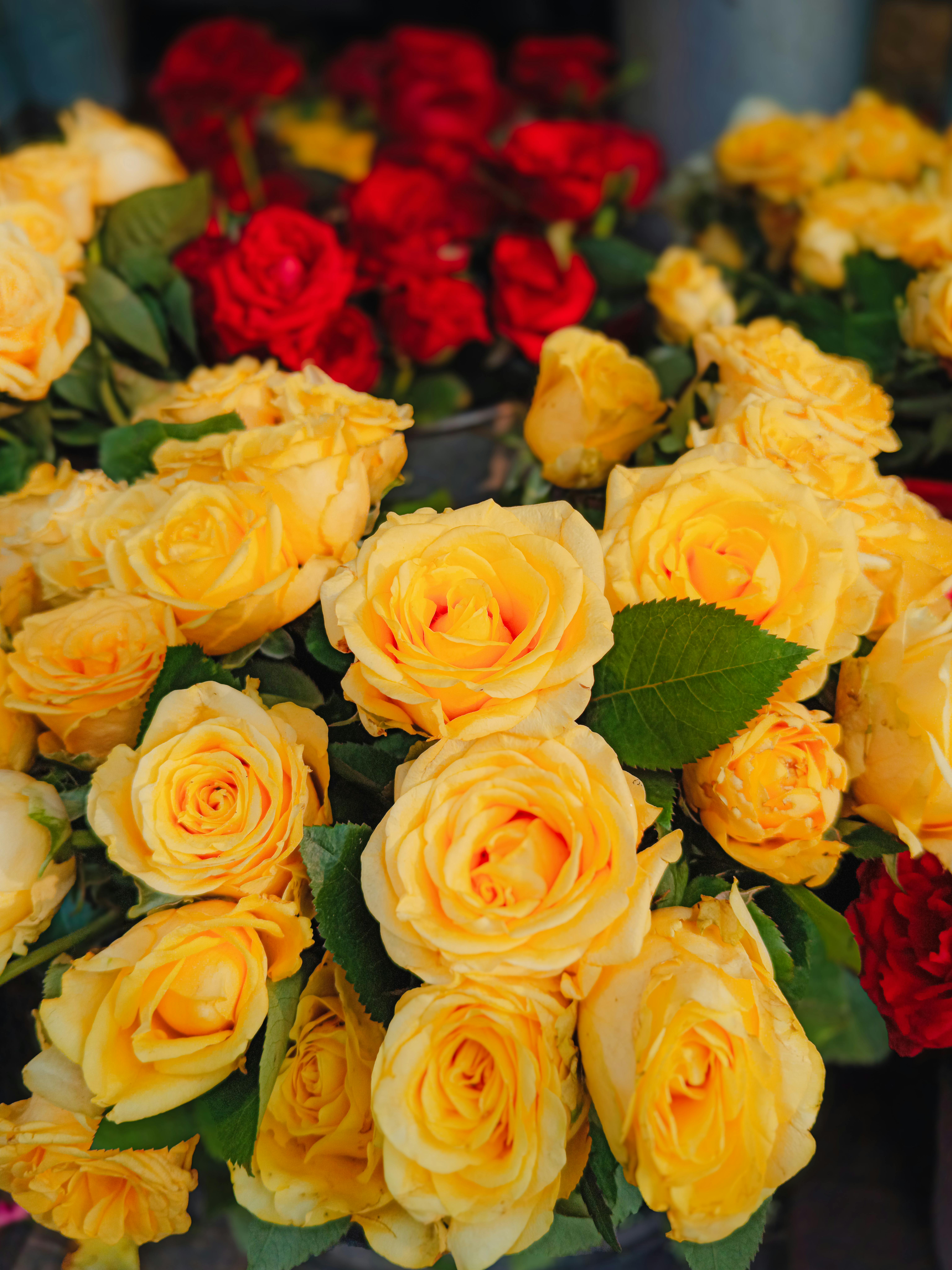 Ramo De Rosas Vibrantes Amarillas Y Rojas · Foto de stock gratuita