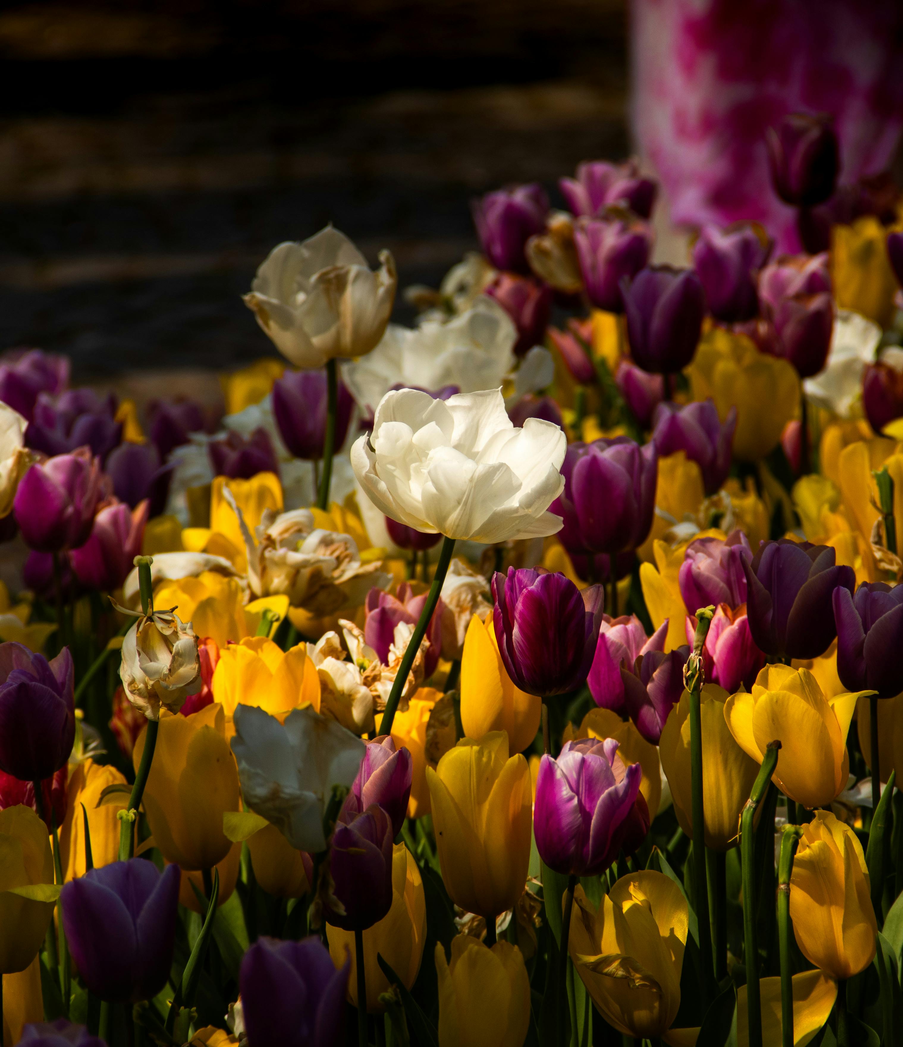 Vibrant Spring Tulip Garden in Full Bloom · Free Stock Photo