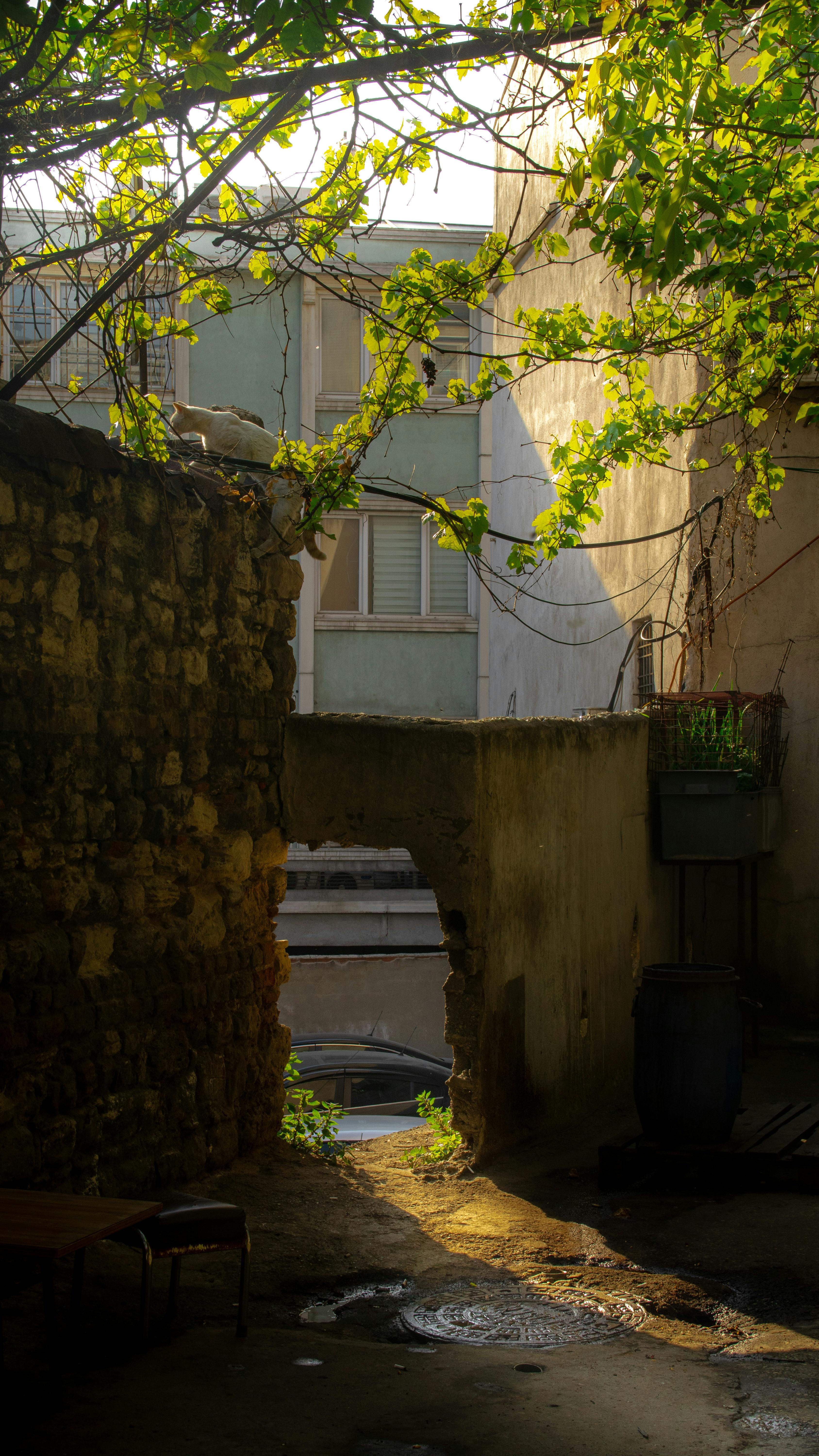 Charming Backstreet Scene in Istanbul, Türkiye · Free Stock Photo