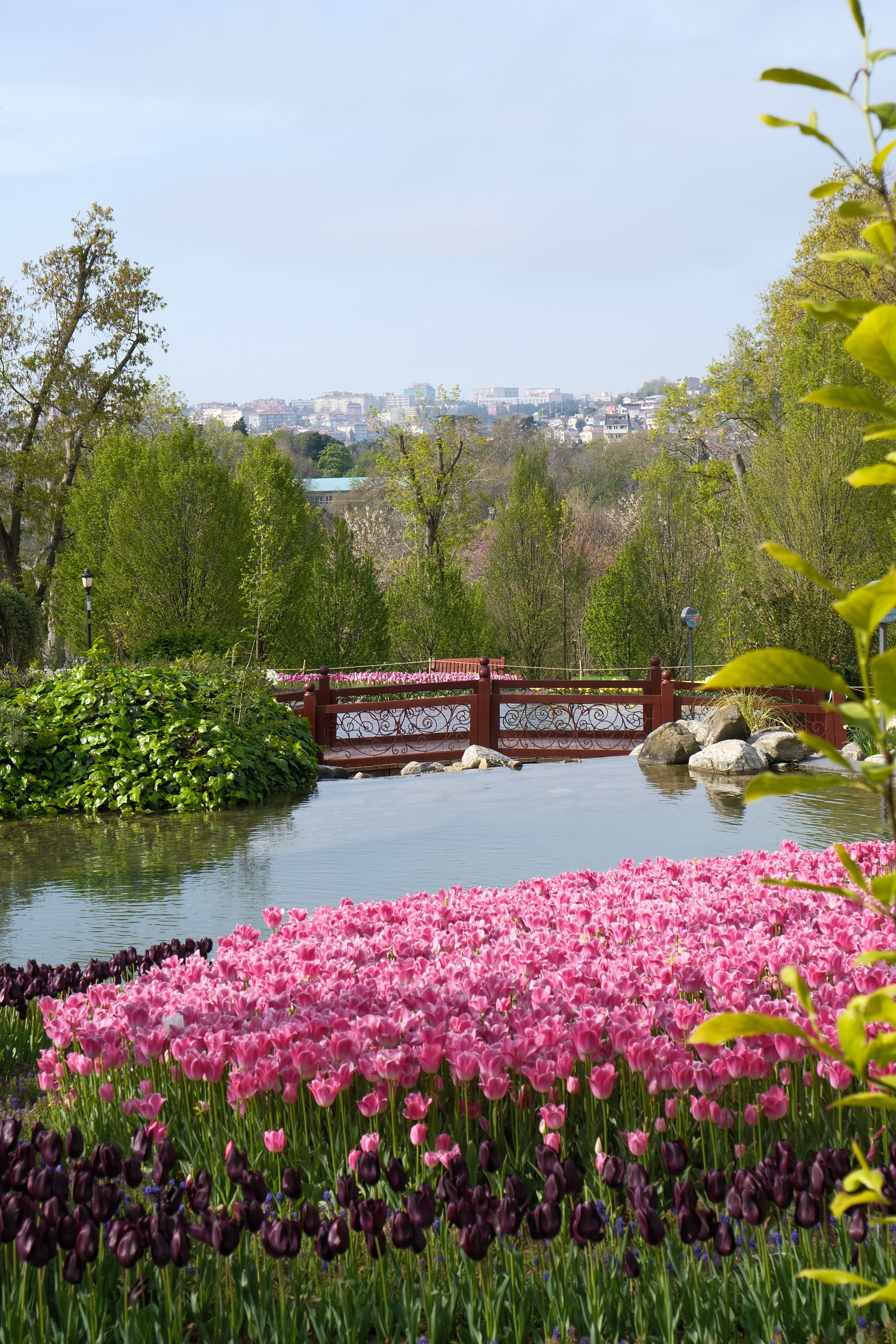 Bunga Tulip Yang Mekar Dan Jembatan Di Taman Istanbul · Foto Stok Gratis