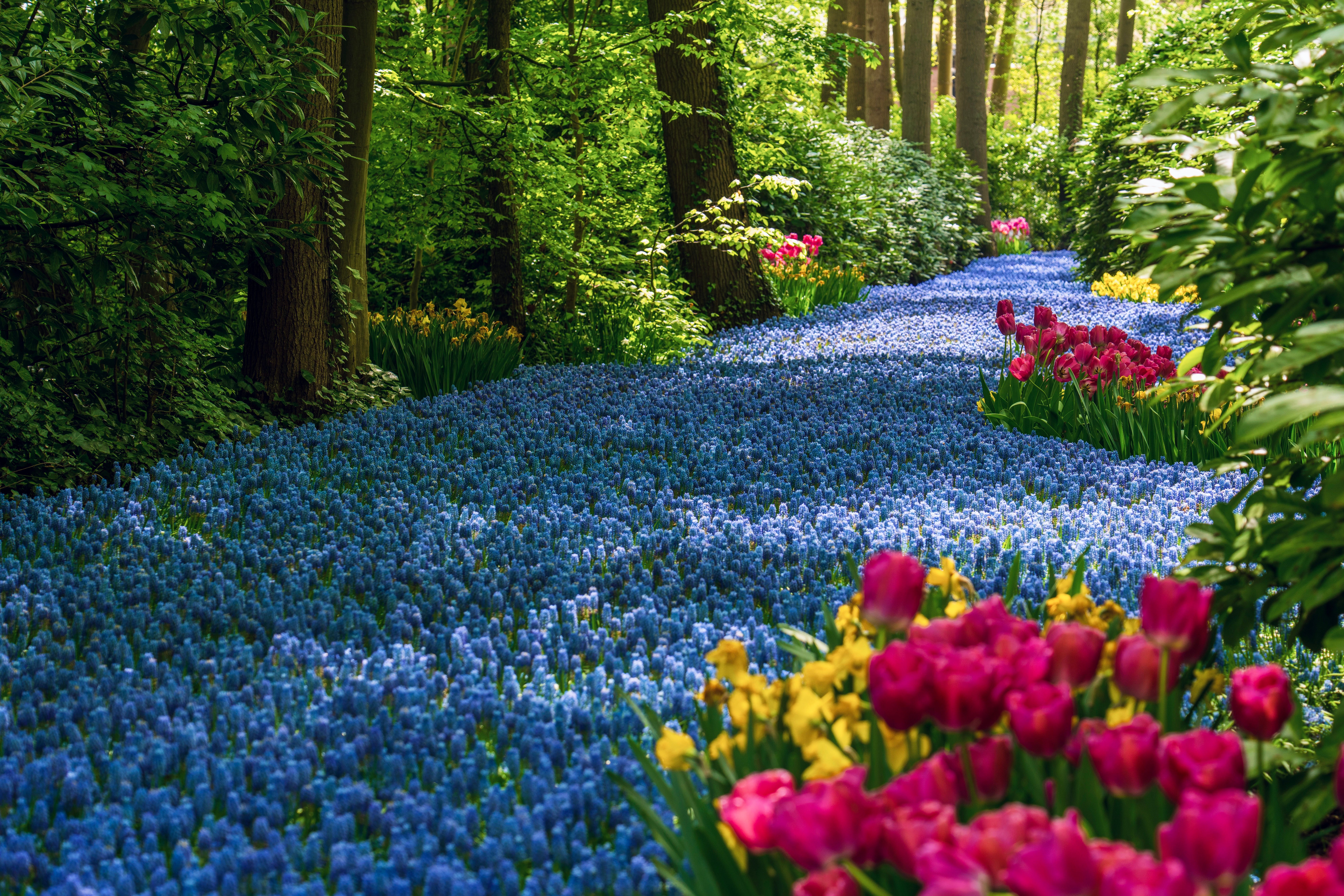 Vibrant Spring Flower Pathway in Lush Forest · Free Stock Photo