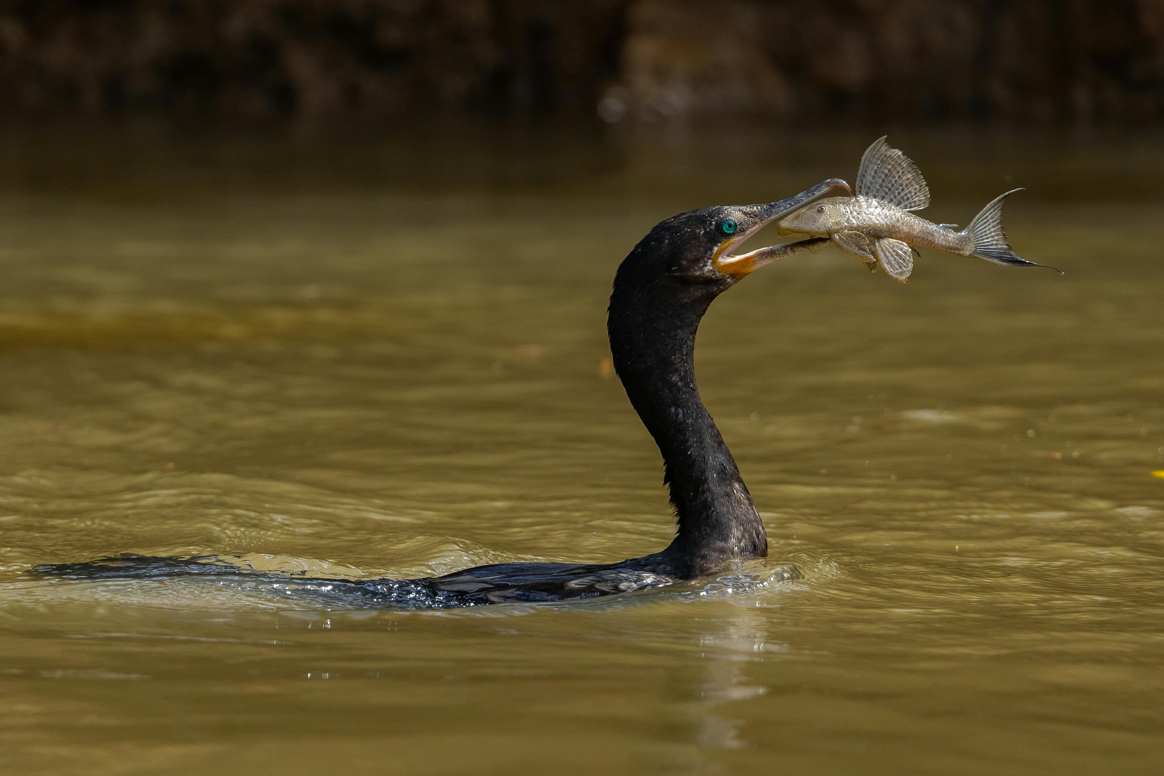 Cormorant Catches Fish in Costa Rican Water · Free Stock Photo
