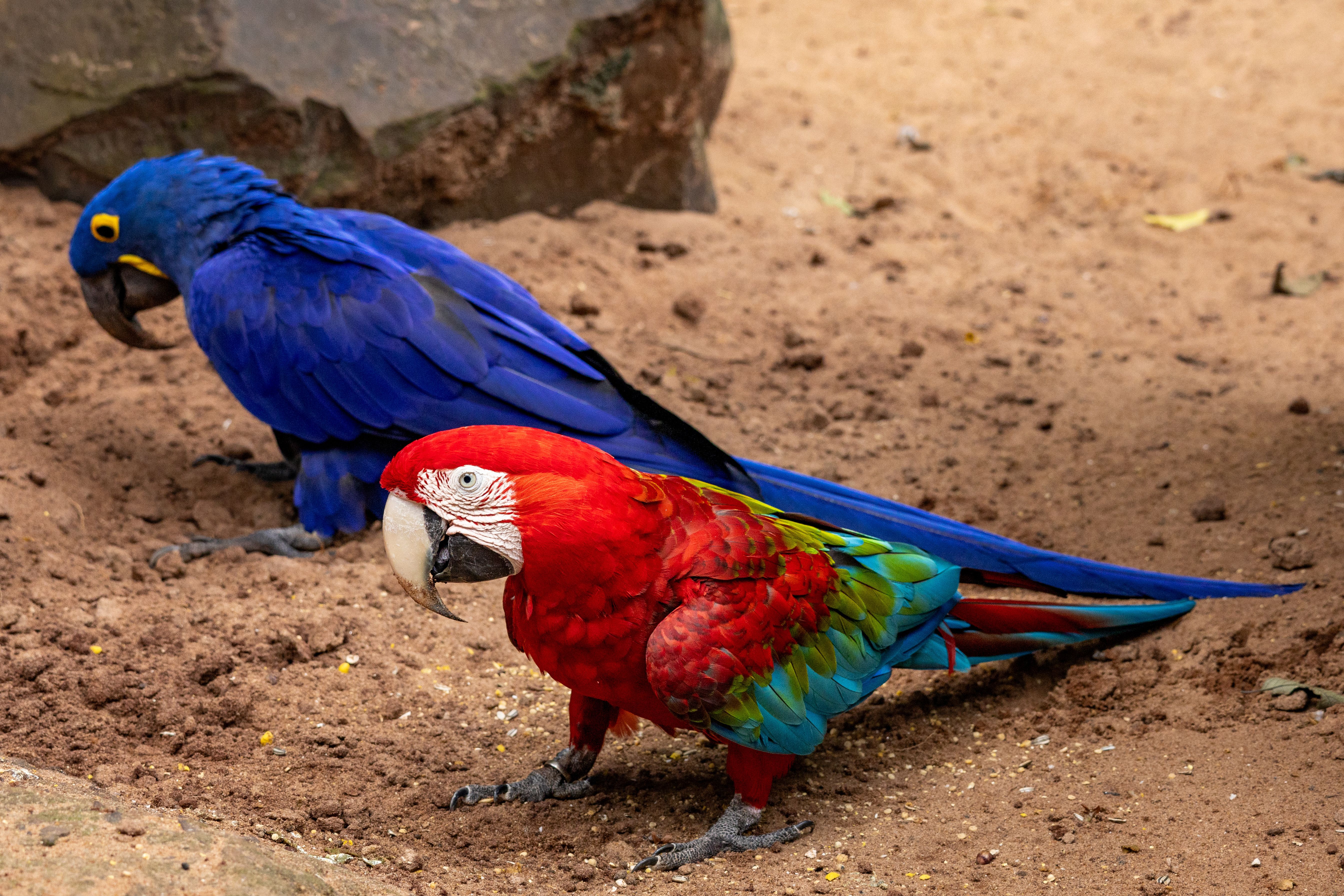 Parrots In Jungle Photos, Download The BEST Free Parrots In Jungle ...