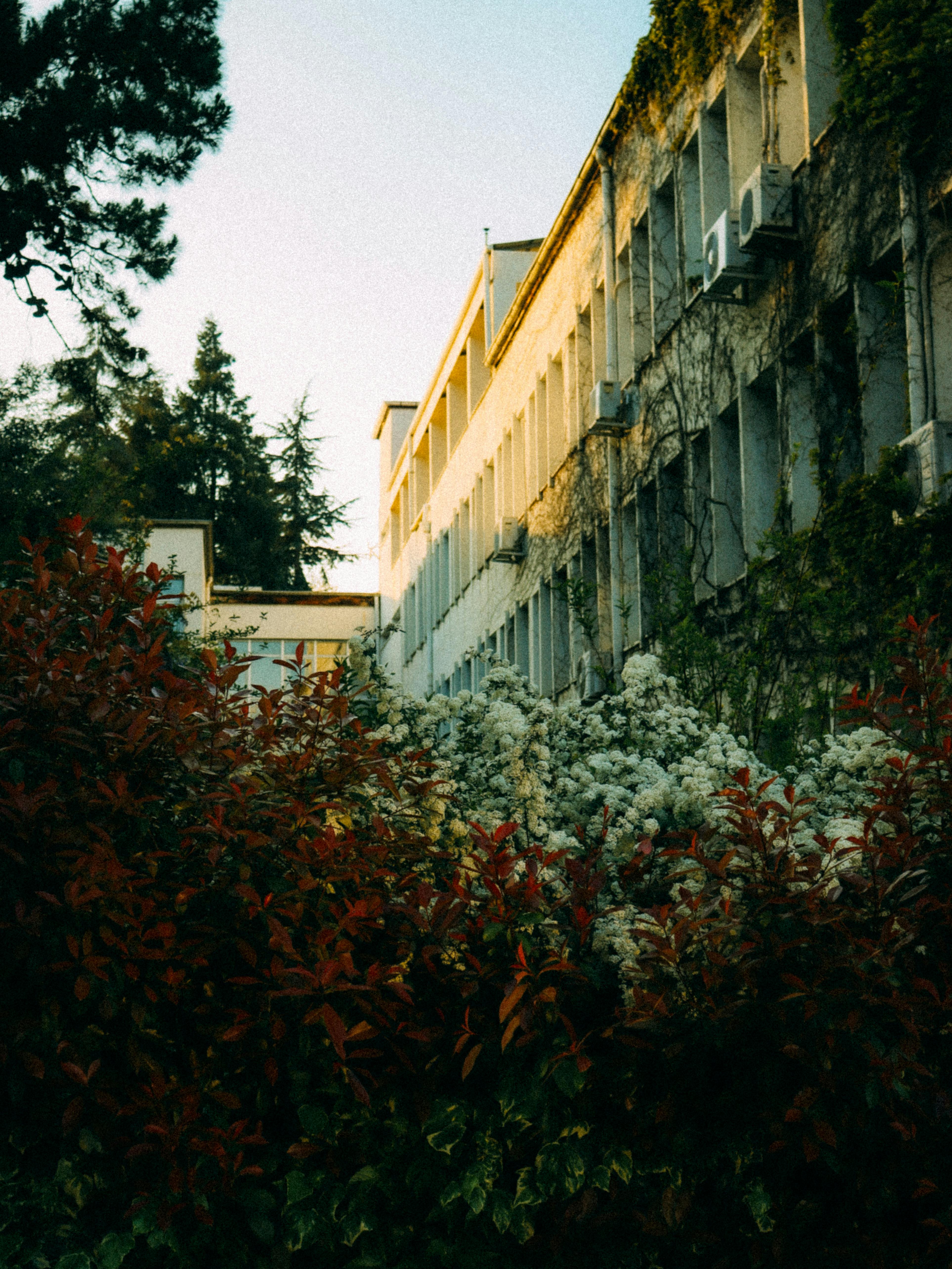 Vine-Covered Building with Lush Foliage at Sunset · Free Stock Photo