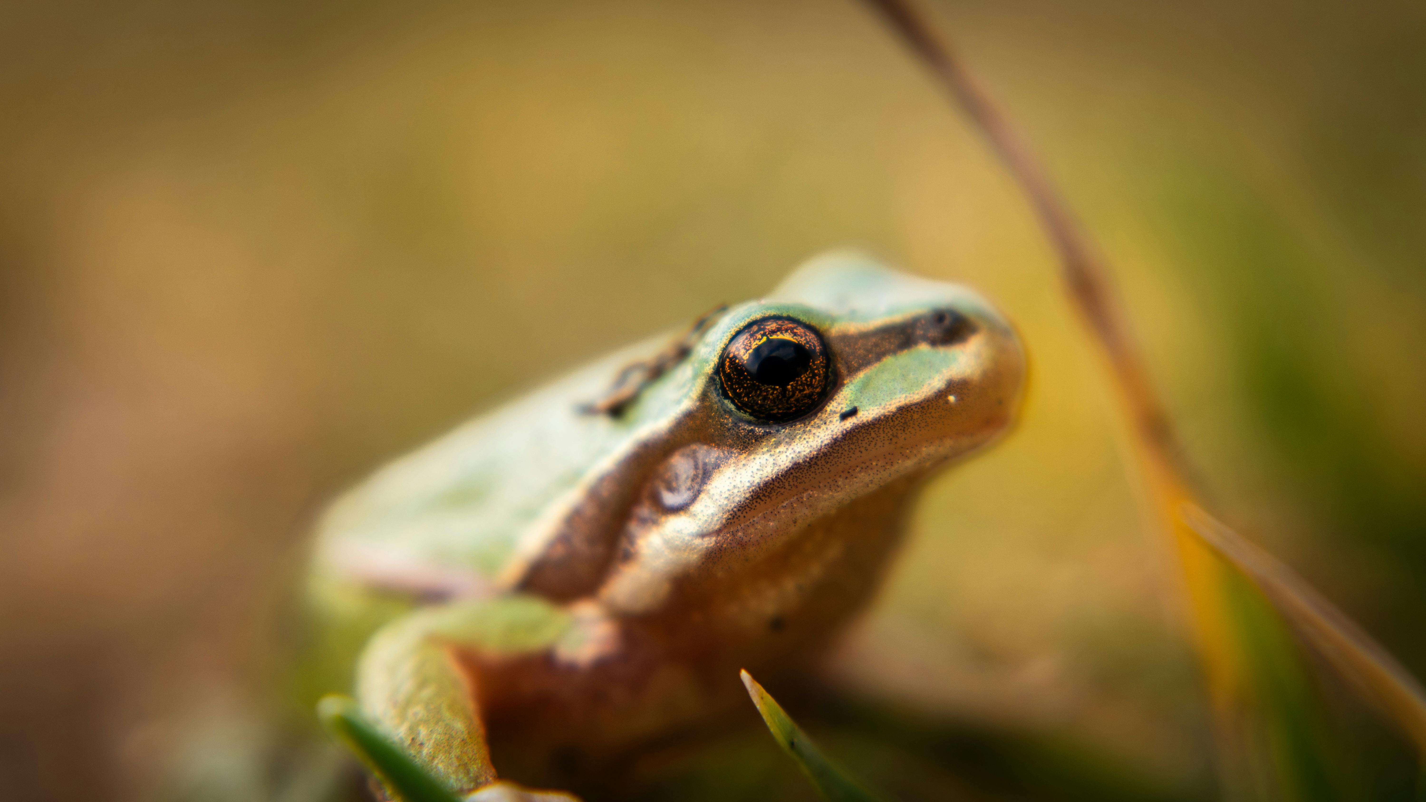 Frogs Photos, Download The BEST Free Frogs Stock Photos & HD Images