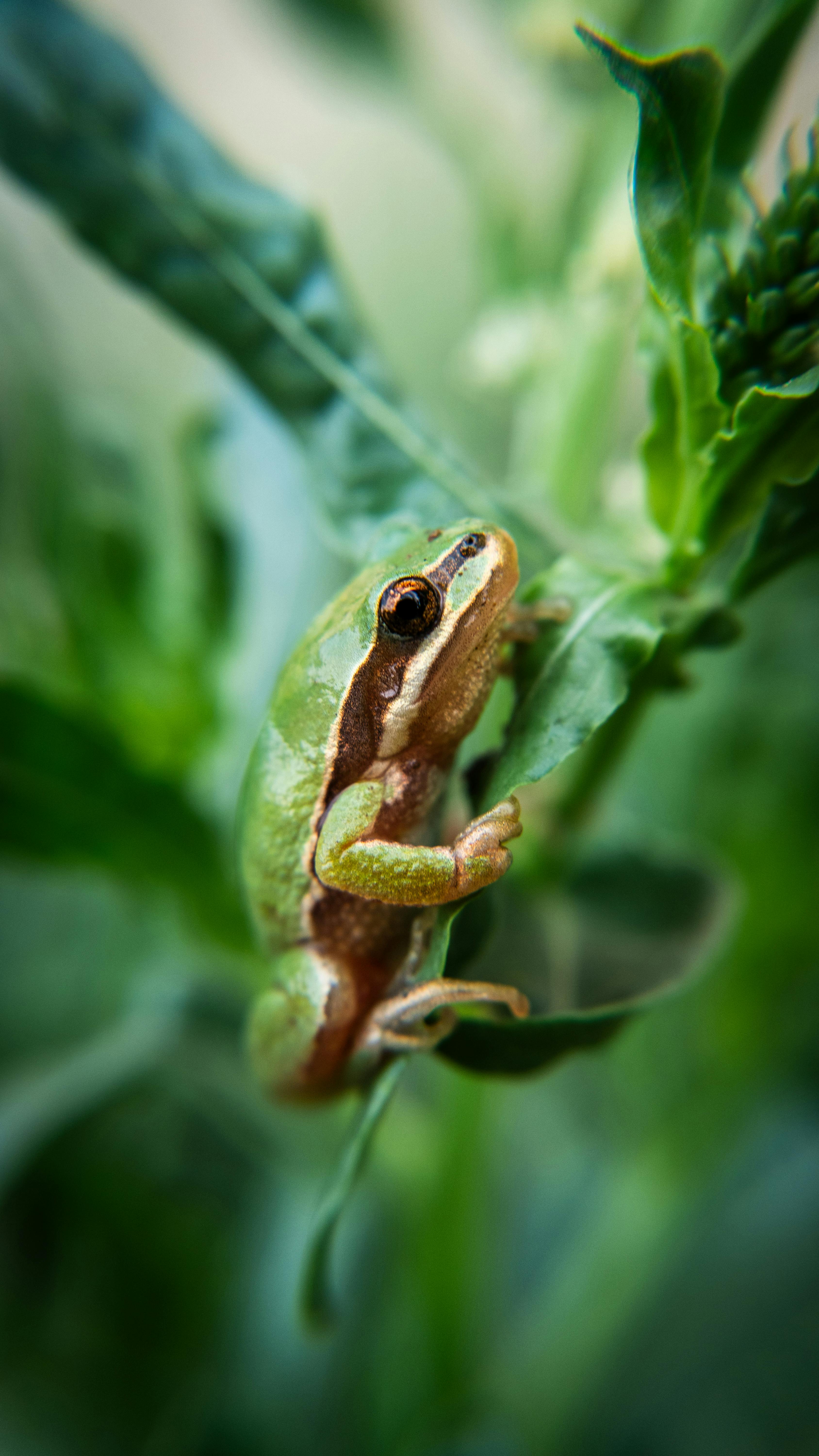 Images Of Frogs Photos, Download The BEST Free Images Of Frogs Stock ...