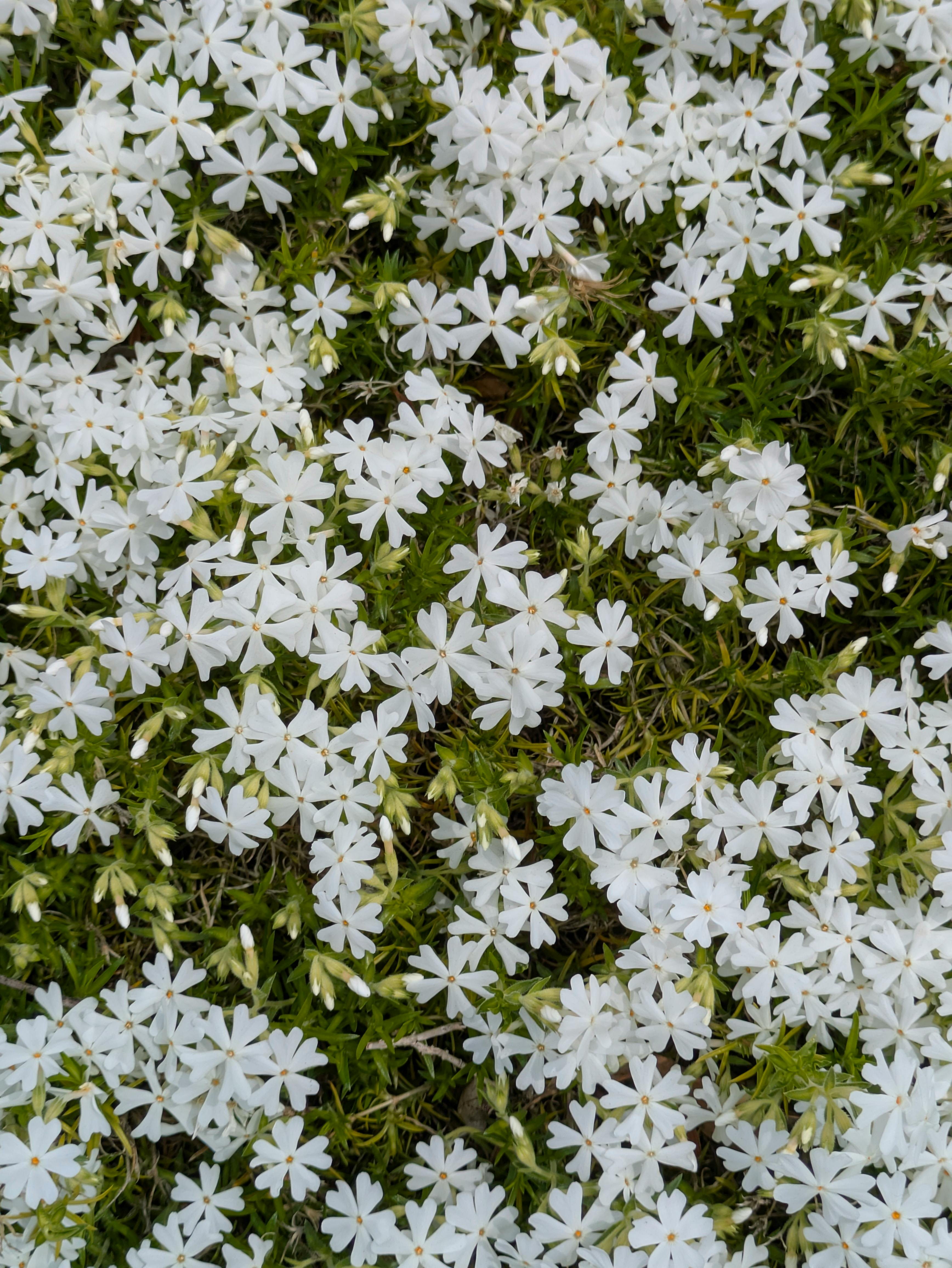Foto profissional gratuita de @exterior, abundância floral, atraente ...