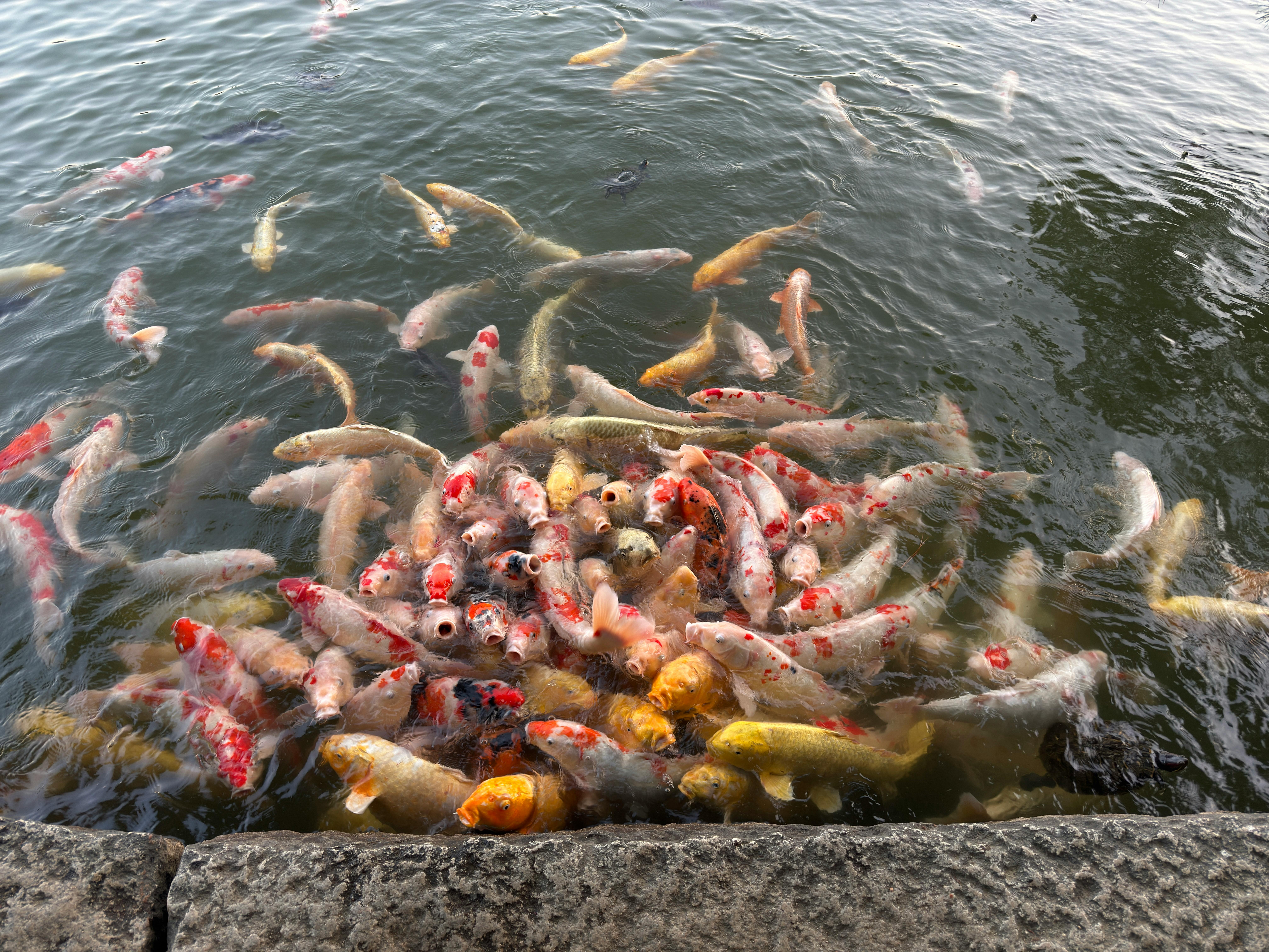 Pool Flyer Photos, Download The BEST Free Pool Flyer Stock Photos & HD ...