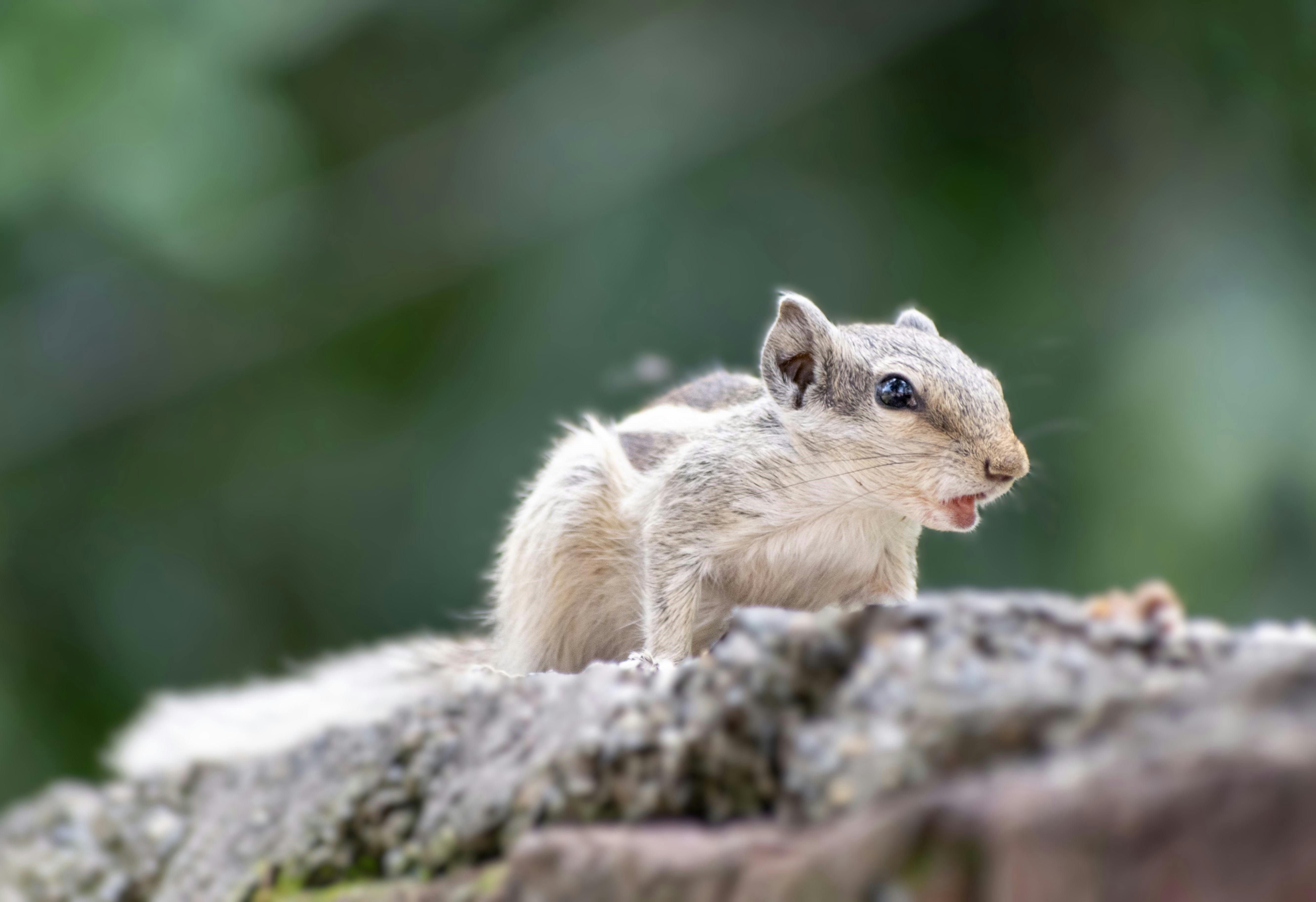 Squirrel Teeth Photos, Download The BEST Free Squirrel Teeth Stock ...