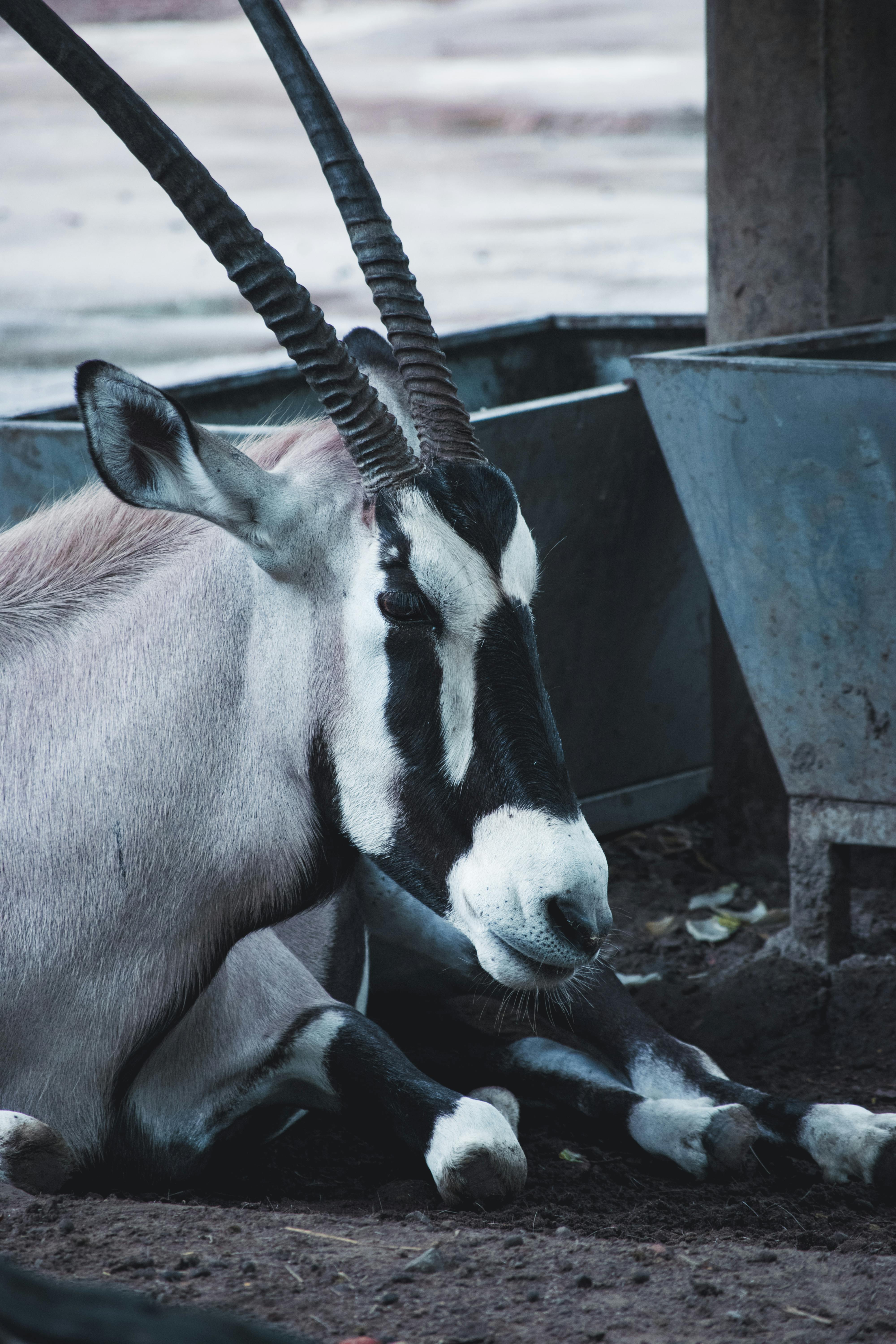 Zoo+Knot+Compilation Photos, Download The BEST Free Zoo+Knot ...