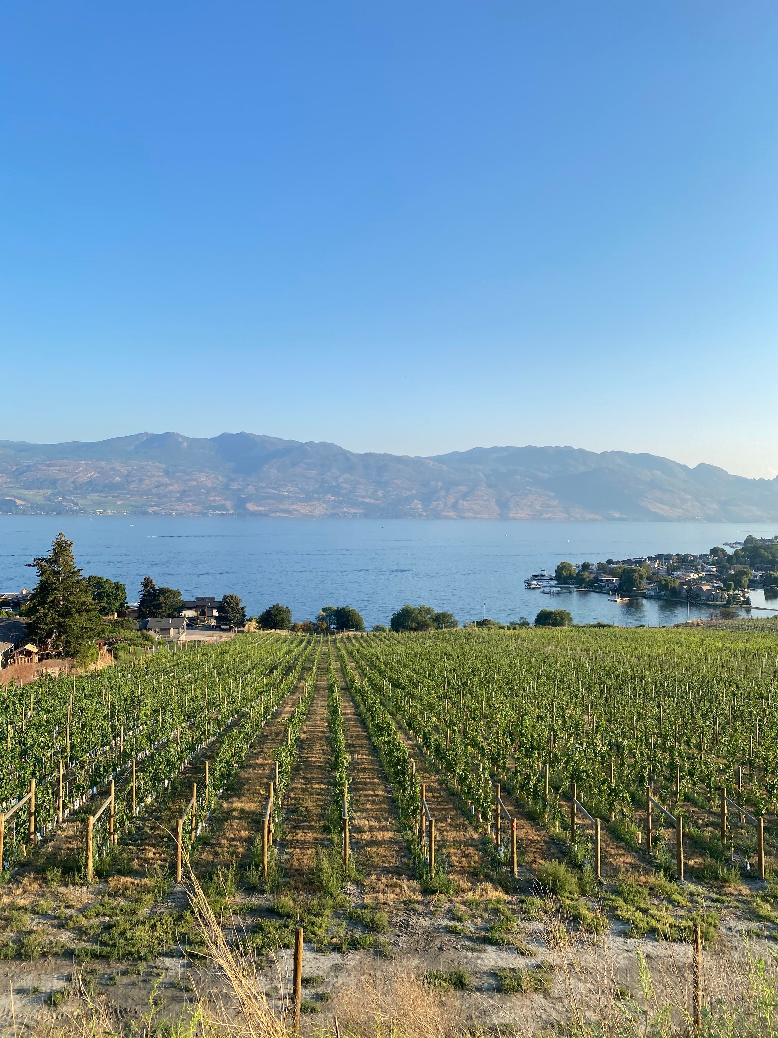 Tranquil Vineyard with Lake and Mountain View · Free Stock Photo