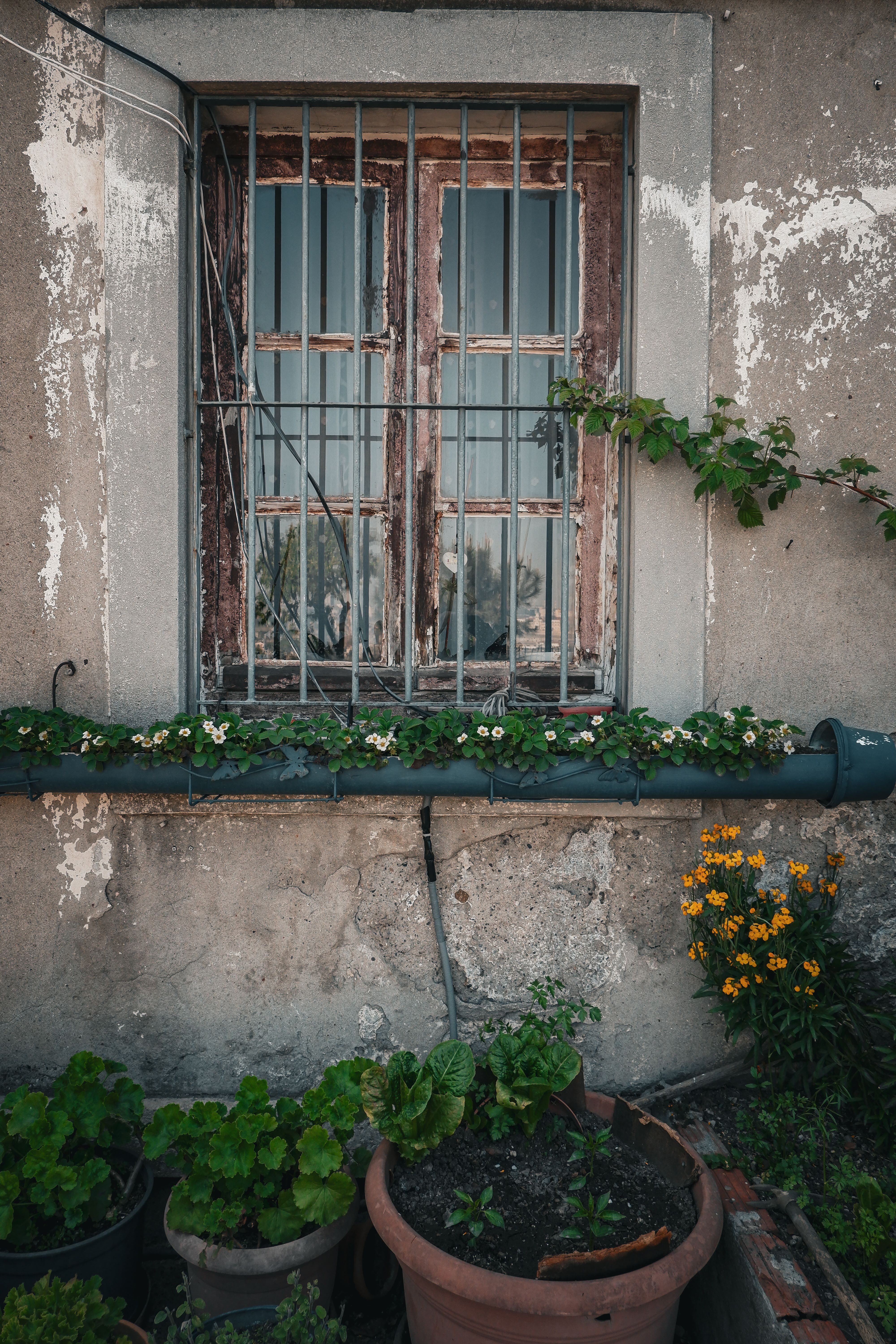 Rustic Window with Flower Pots and Ivy · Free Stock Photo