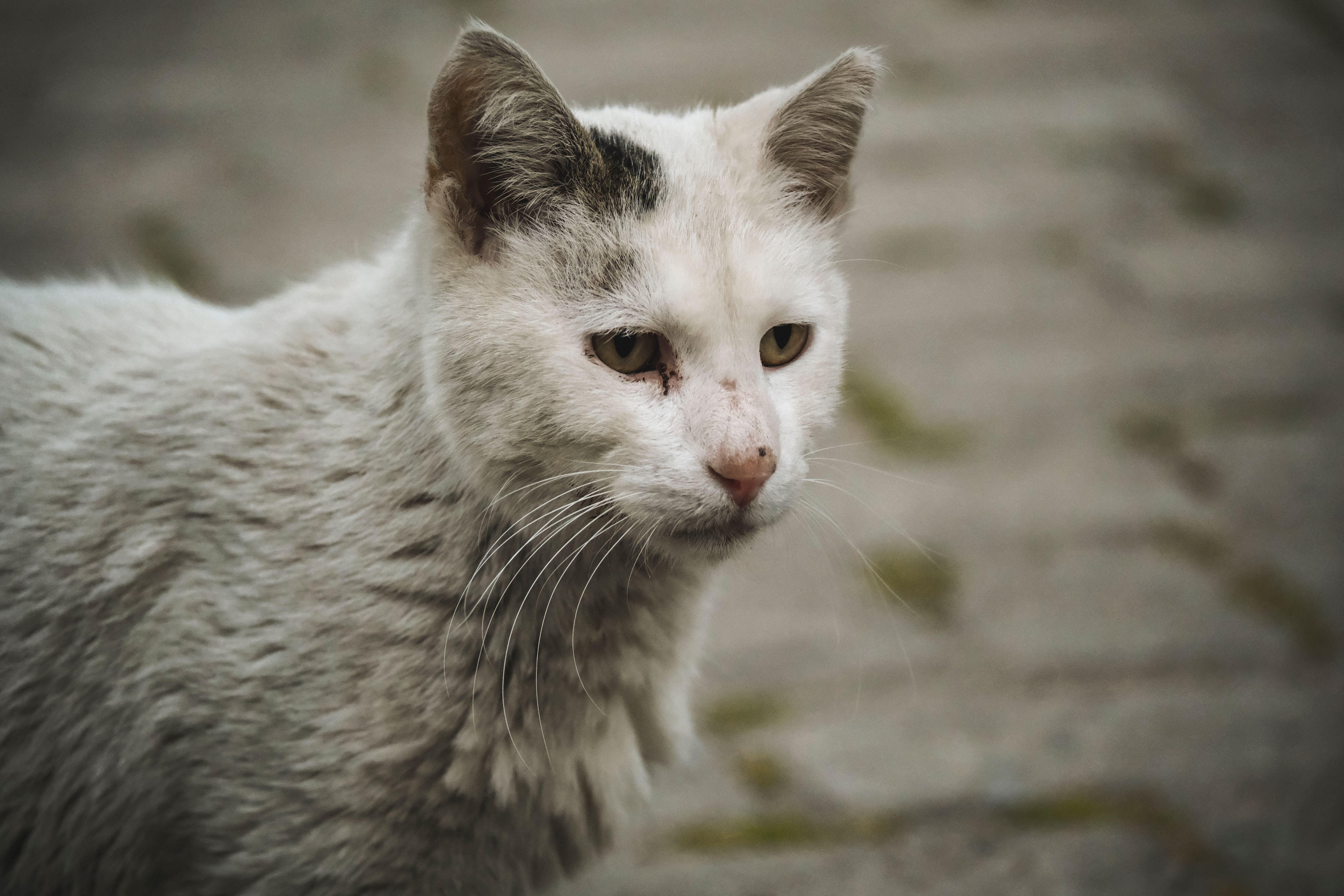 Cat Mems Photos, Download The BEST Free Cat Mems Stock Photos & HD Images