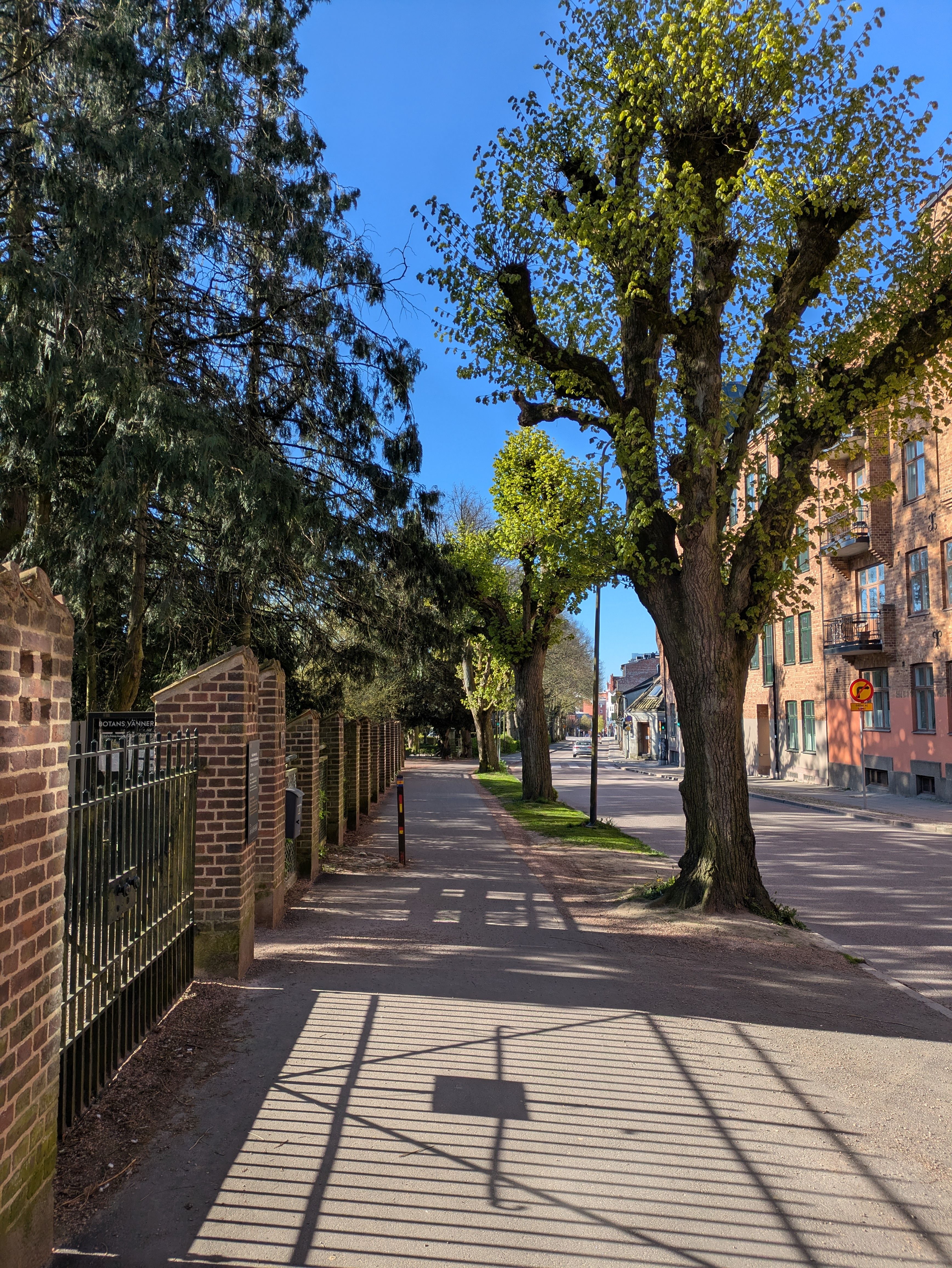 Sunny Urban Street Lined with Trees and Shadows · Free Stock Photo