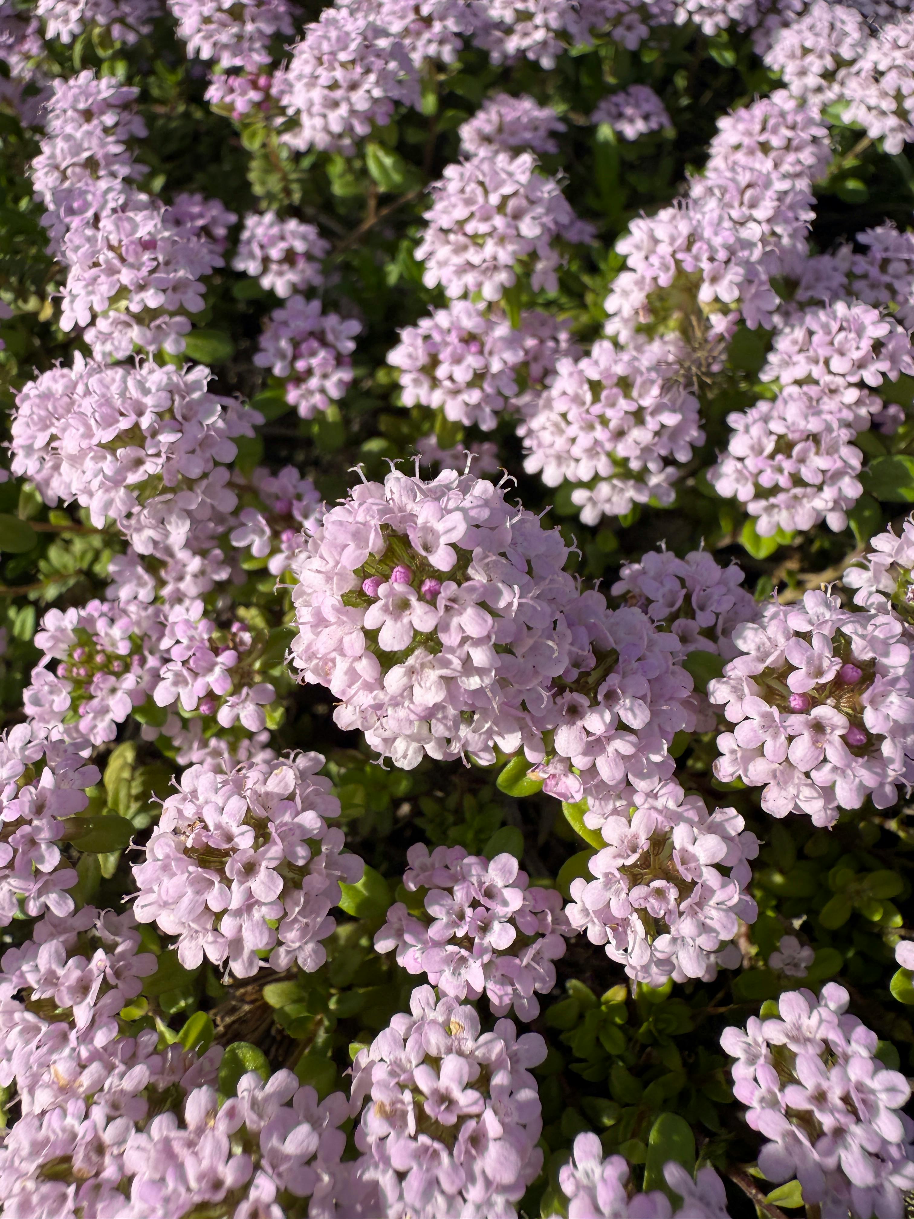 Herbal Medicine Photos, Download The BEST Free Herbal Medicine Stock ...