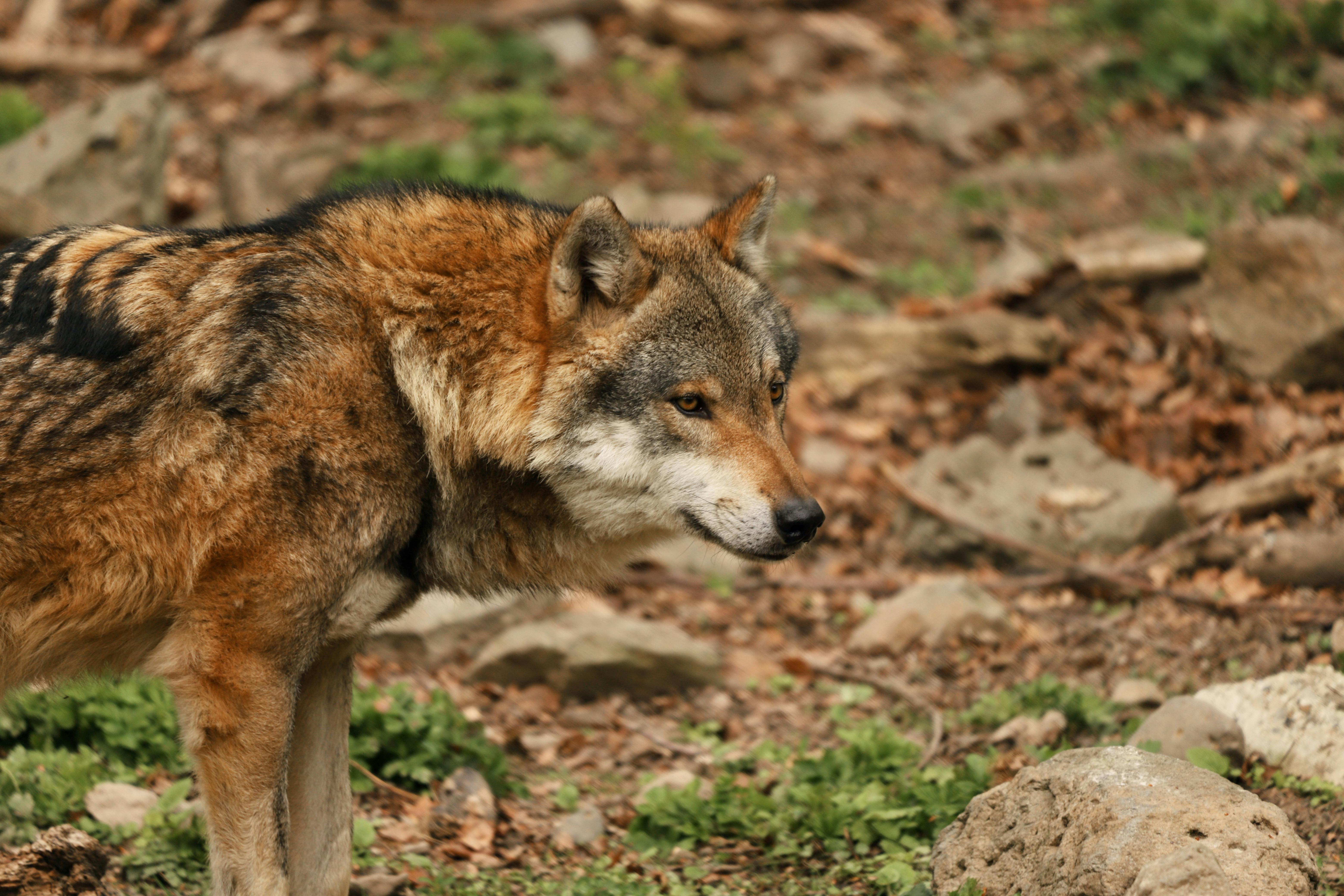 Wolves Photos, Download The BEST Free Wolves Stock Photos & HD Images