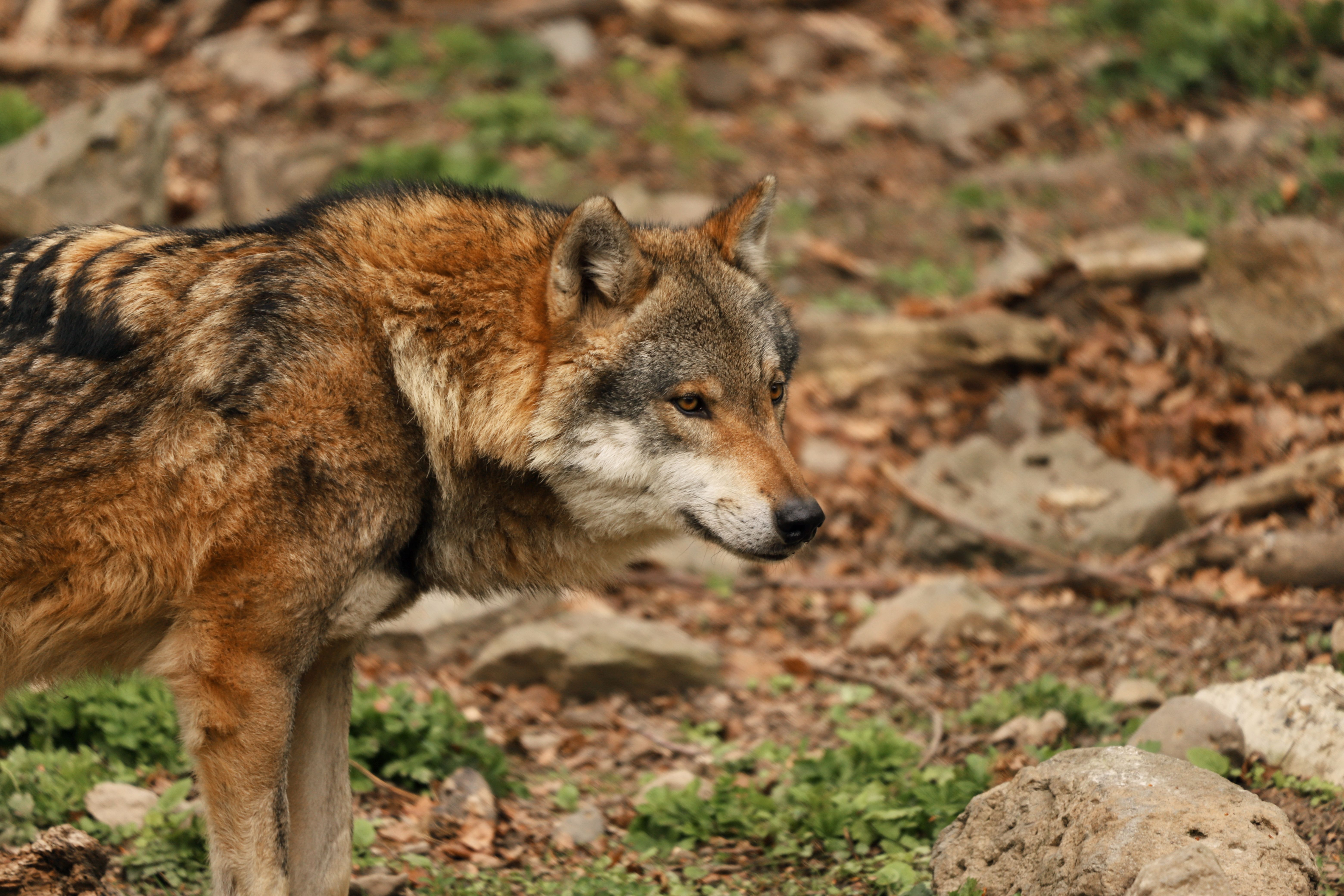 Close-up of a European Wolf in Natural Habitat · Free Stock Photo