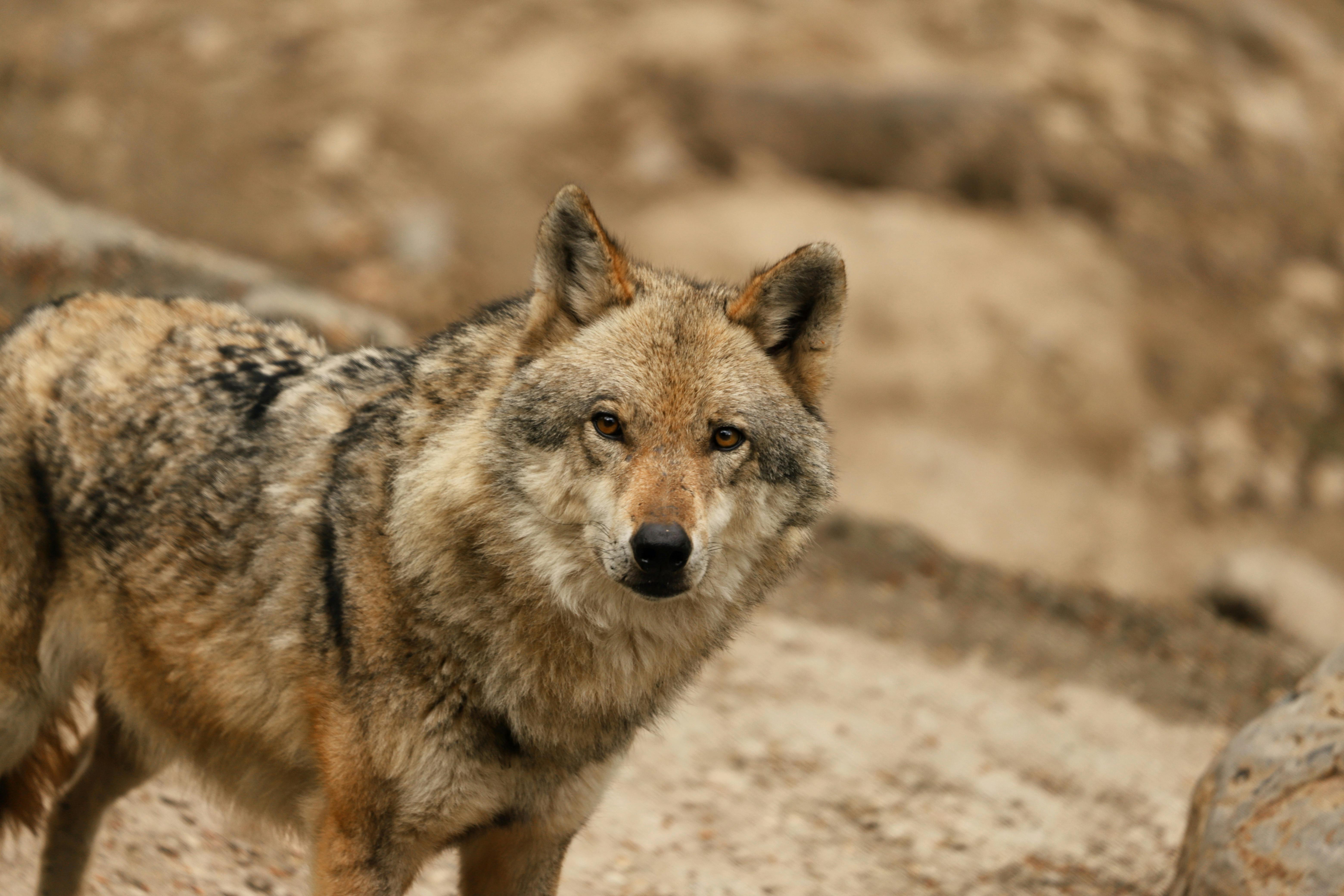 Wolves Photos, Download The BEST Free Wolves Stock Photos & HD Images