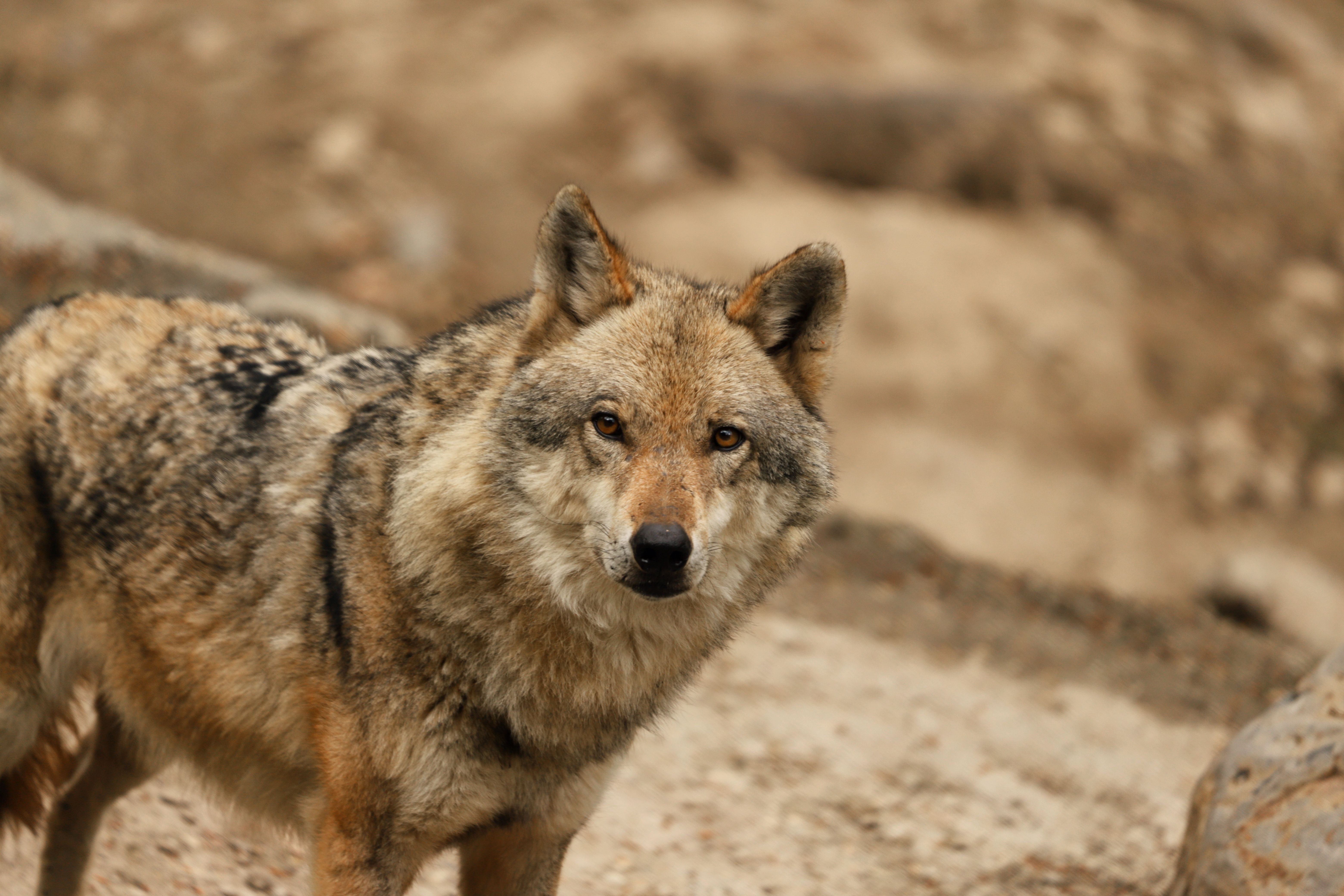 Close-up of a European Wolf in Natural Habitat · Free Stock Photo