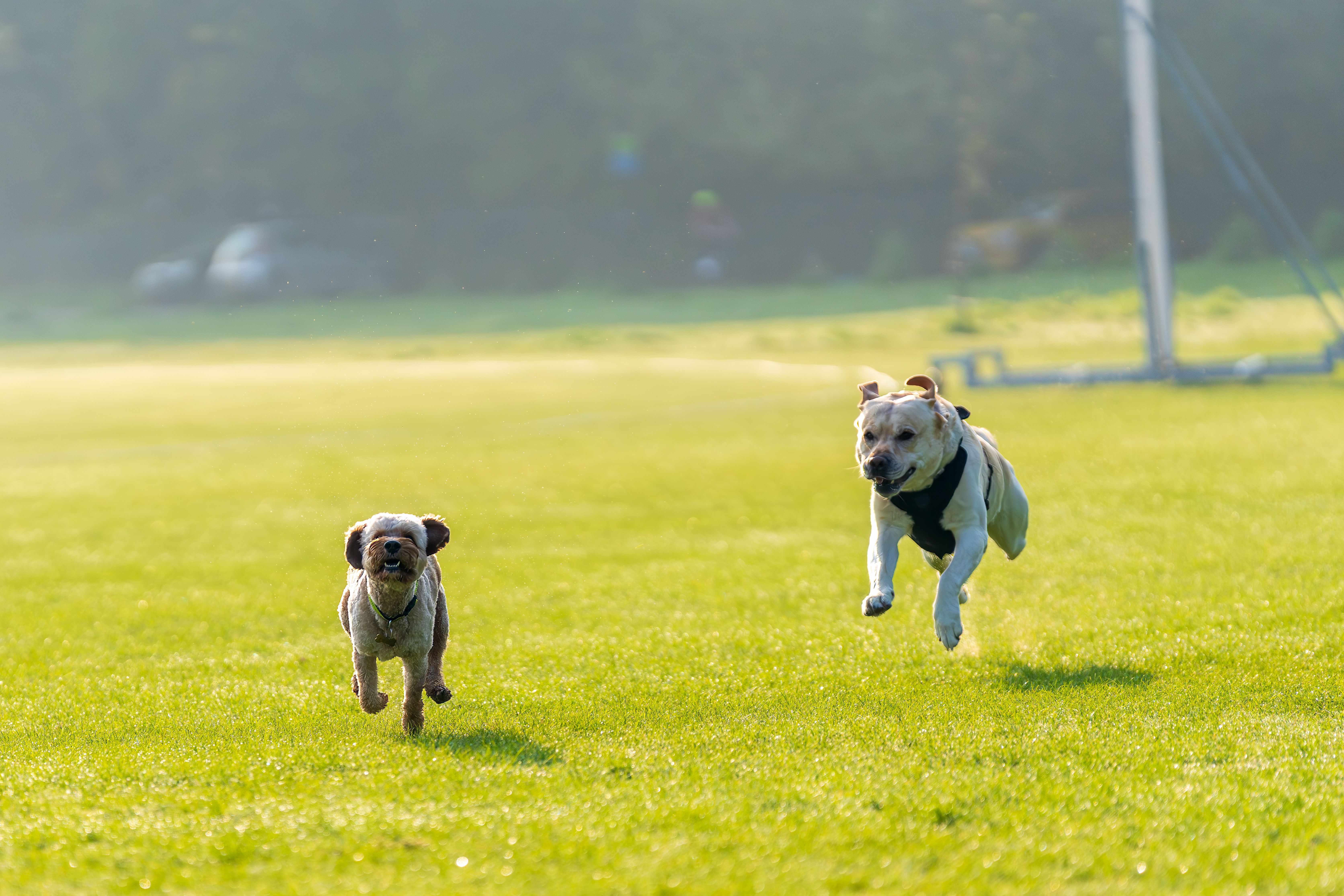 Two Dogs Running Playfully on Grassy Field · Free Stock Photo