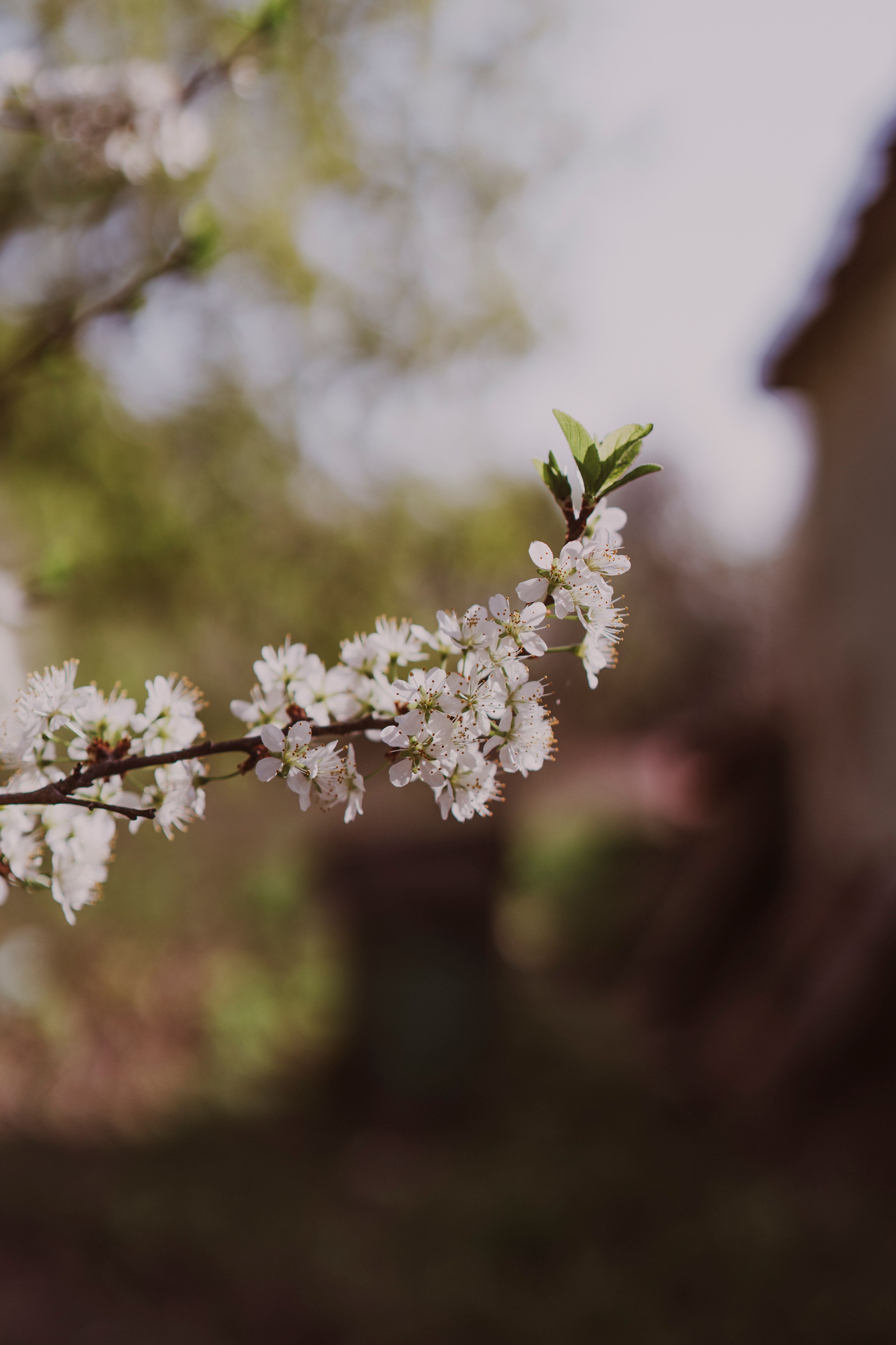 Delicate White Spring Blossoms on a Tree Branch · Free Stock Photo