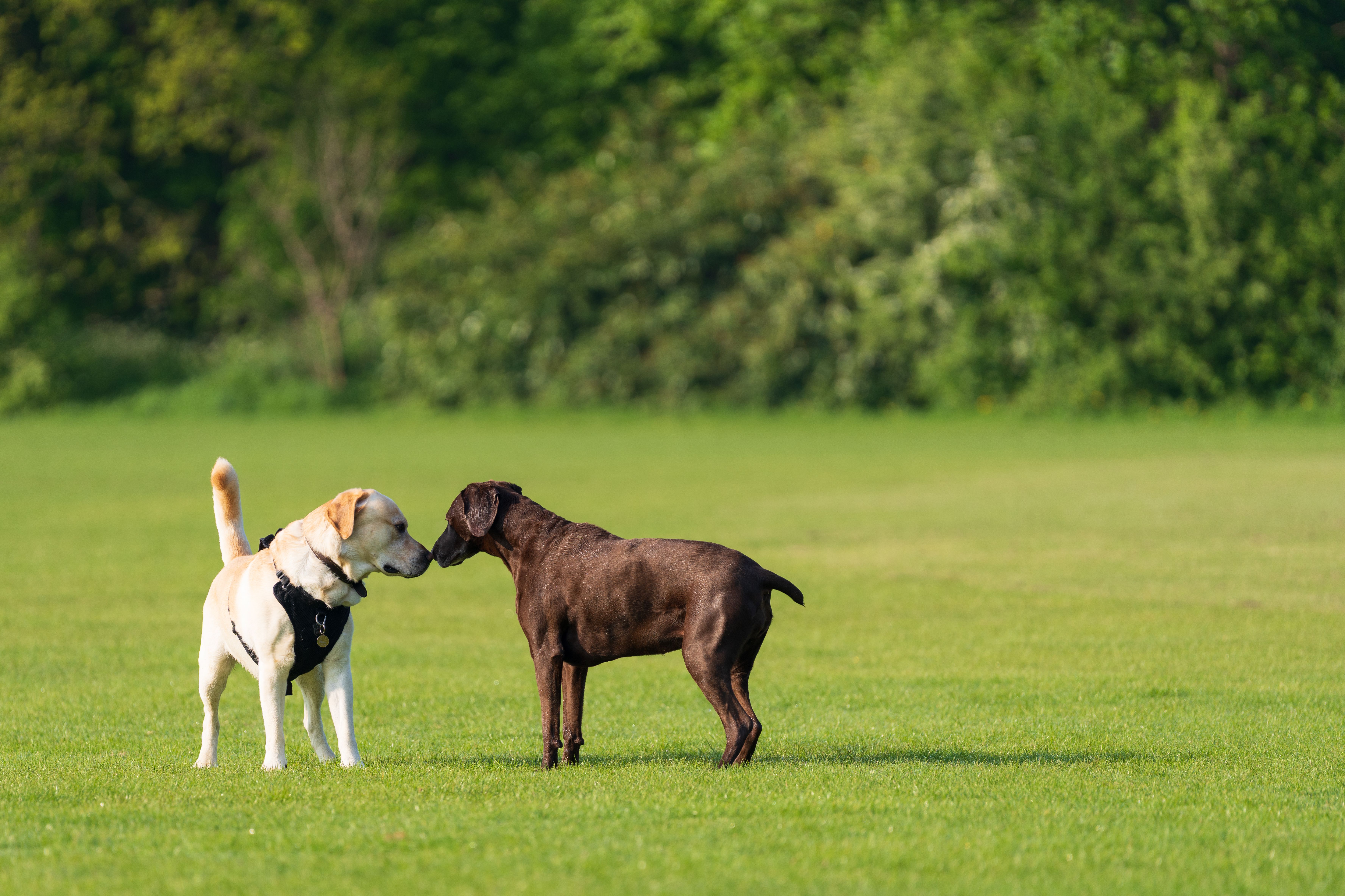 Labrador Retrievers Meeting in Sunny Park · Free Stock Photo