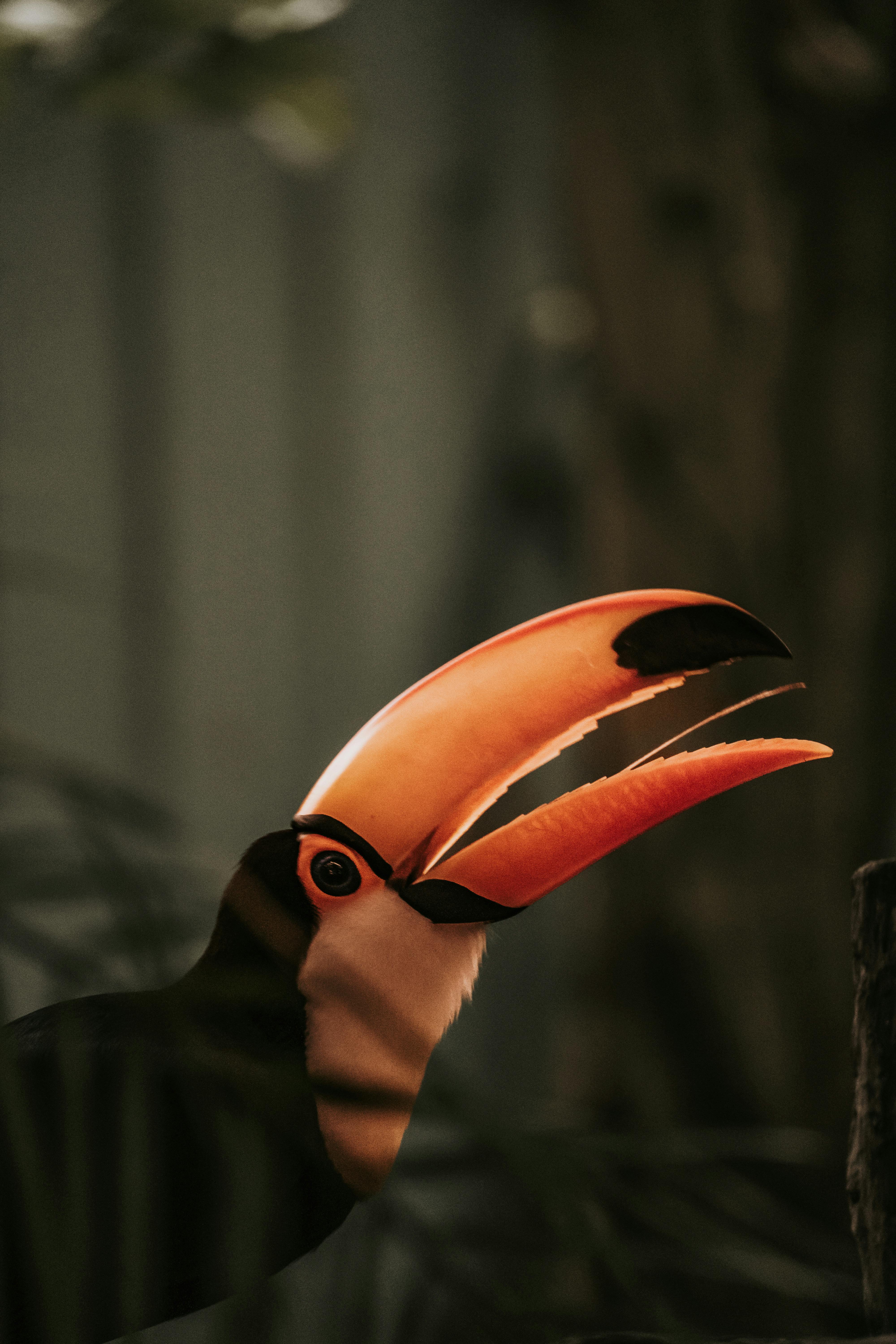 Close-up of a Colorful Toco Toucan in Nature · Free Stock Photo