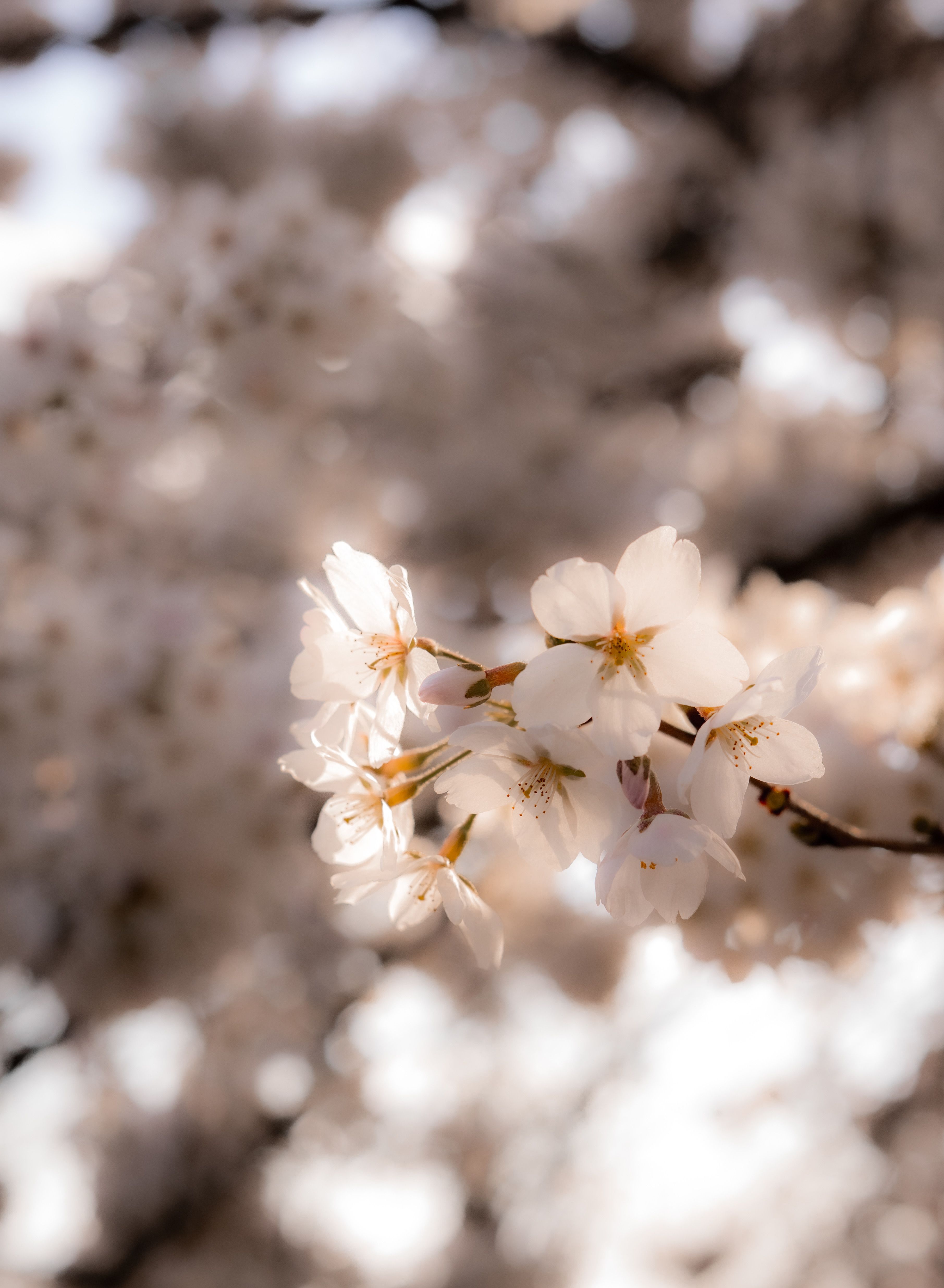 Spring Season Photos, Download The BEST Free Spring Season Stock Photos ...