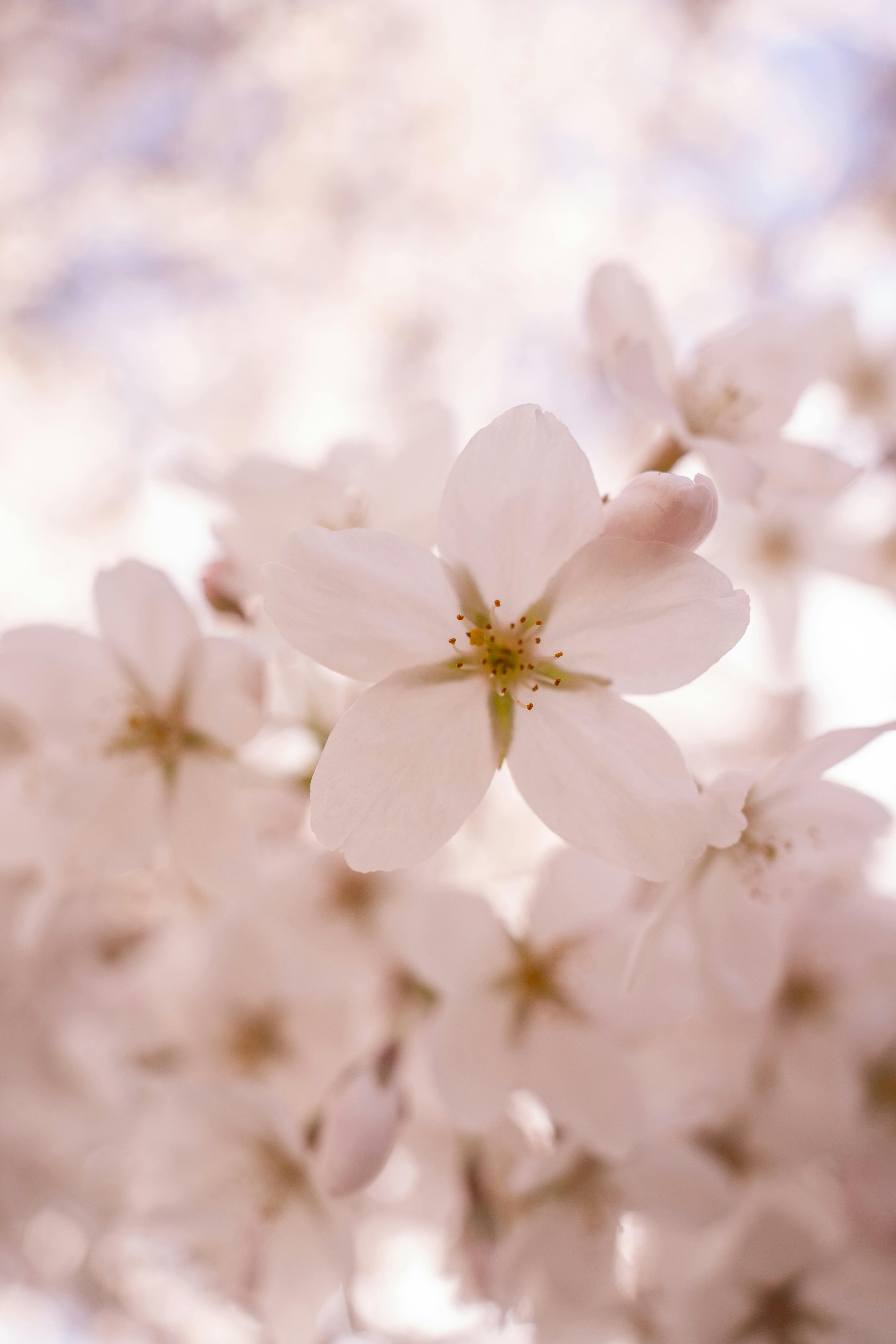 Background Sadi Photos, Download The BEST Free Background Sadi Stock ...