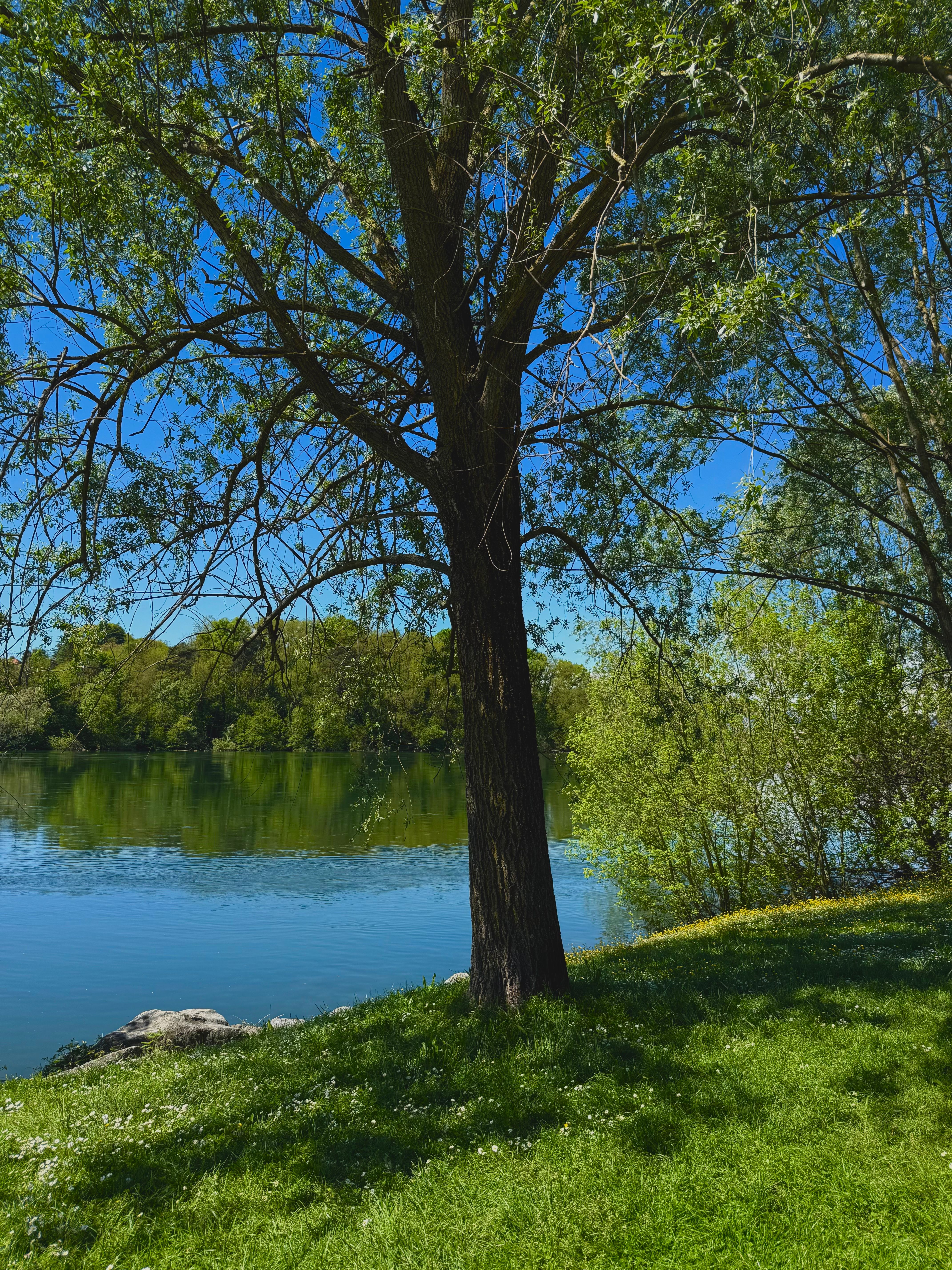 Serene Lakeside Tree in Springtime Sunshine · Free Stock Photo