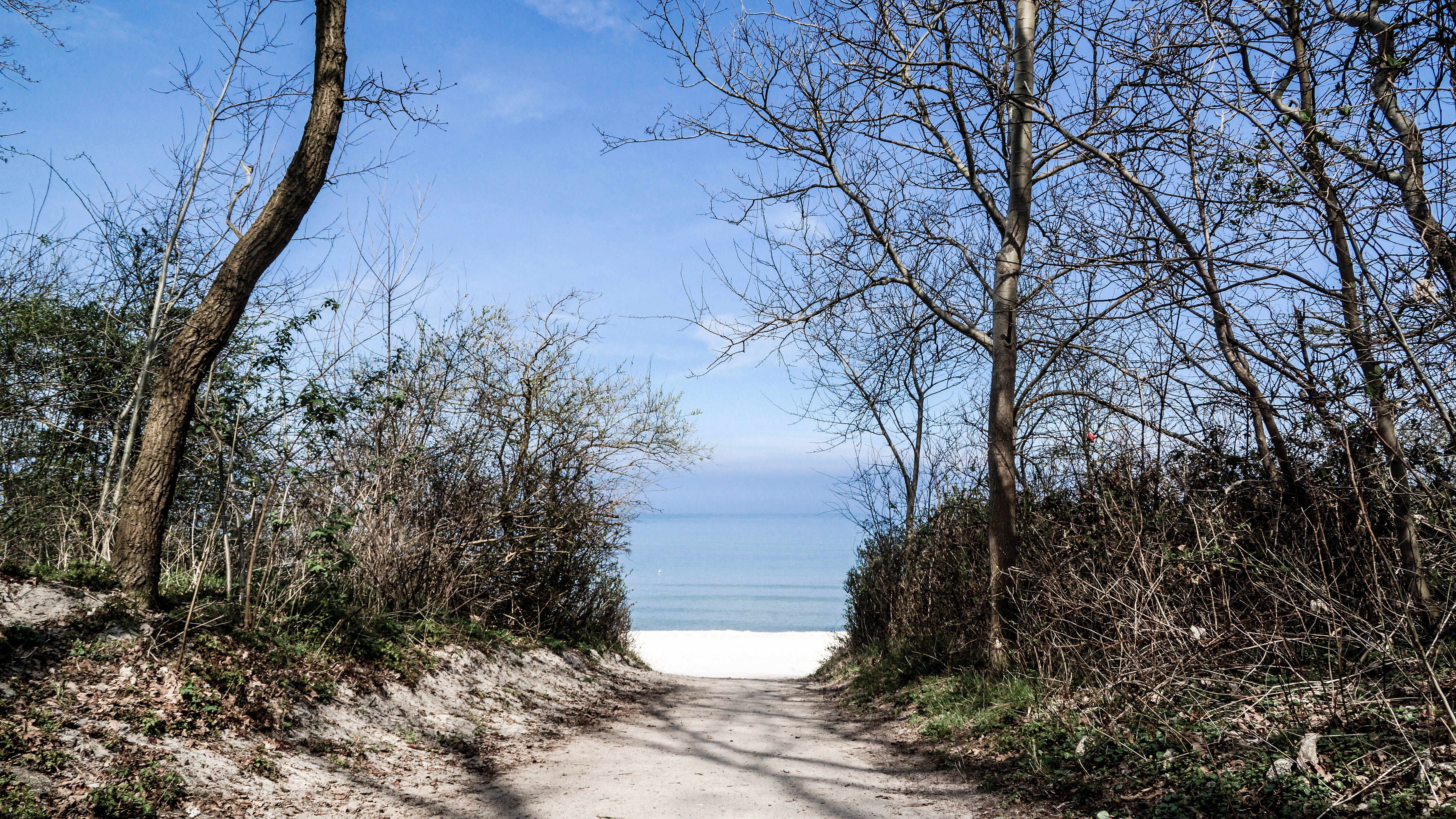 Scenic Beach Pathway through Bare Trees · Free Stock Photo