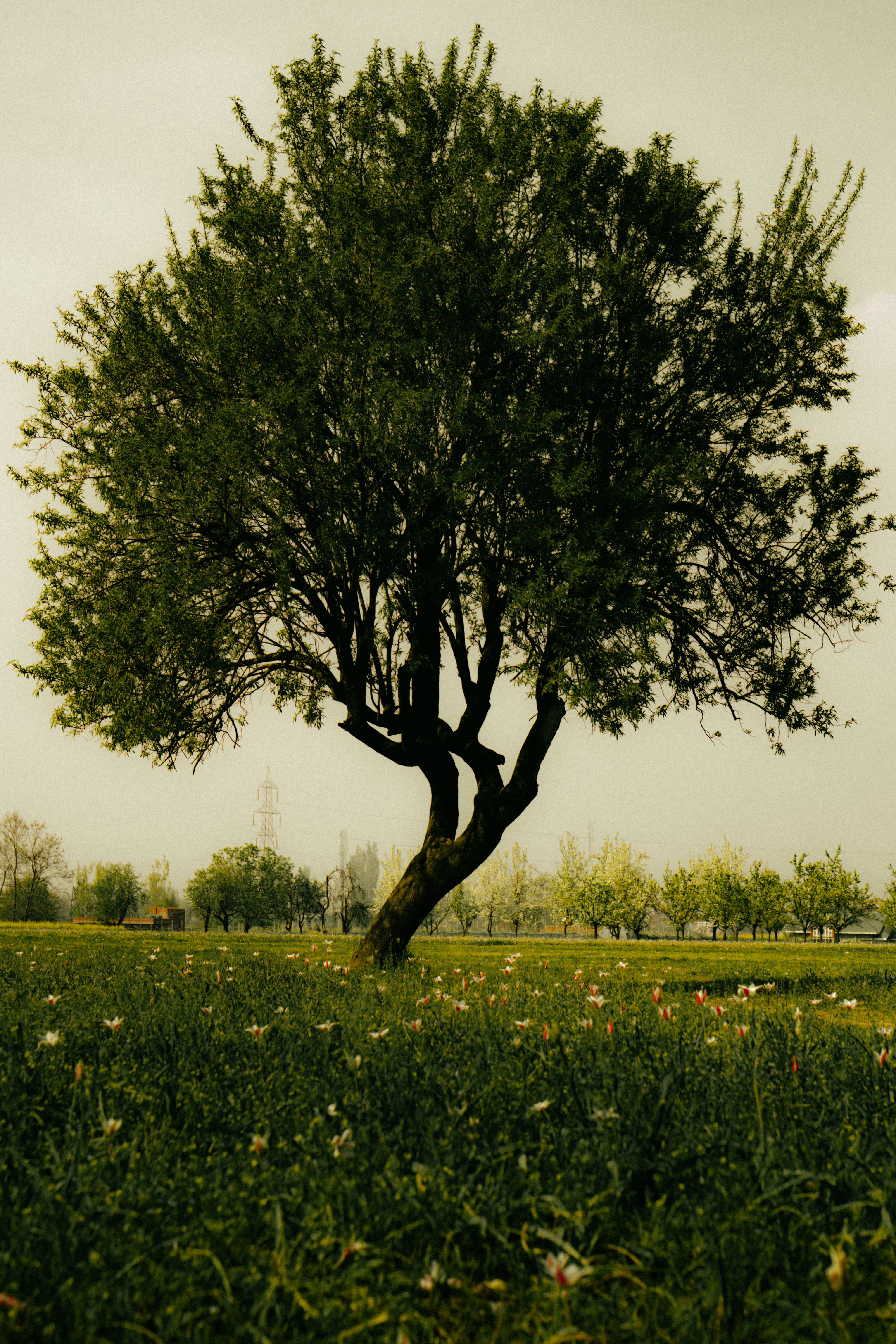 Tree Wallpaper Photos, Download The BEST Free Tree Wallpaper Stock ...