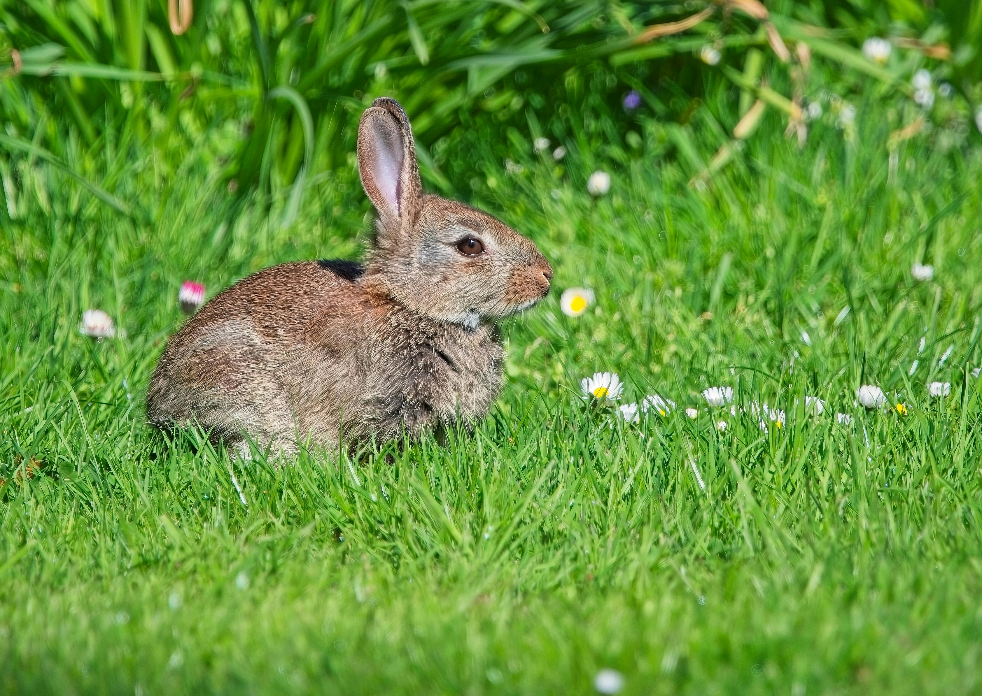 Cute Rabbit Sitting in Spring Grassland · Free Stock Photo