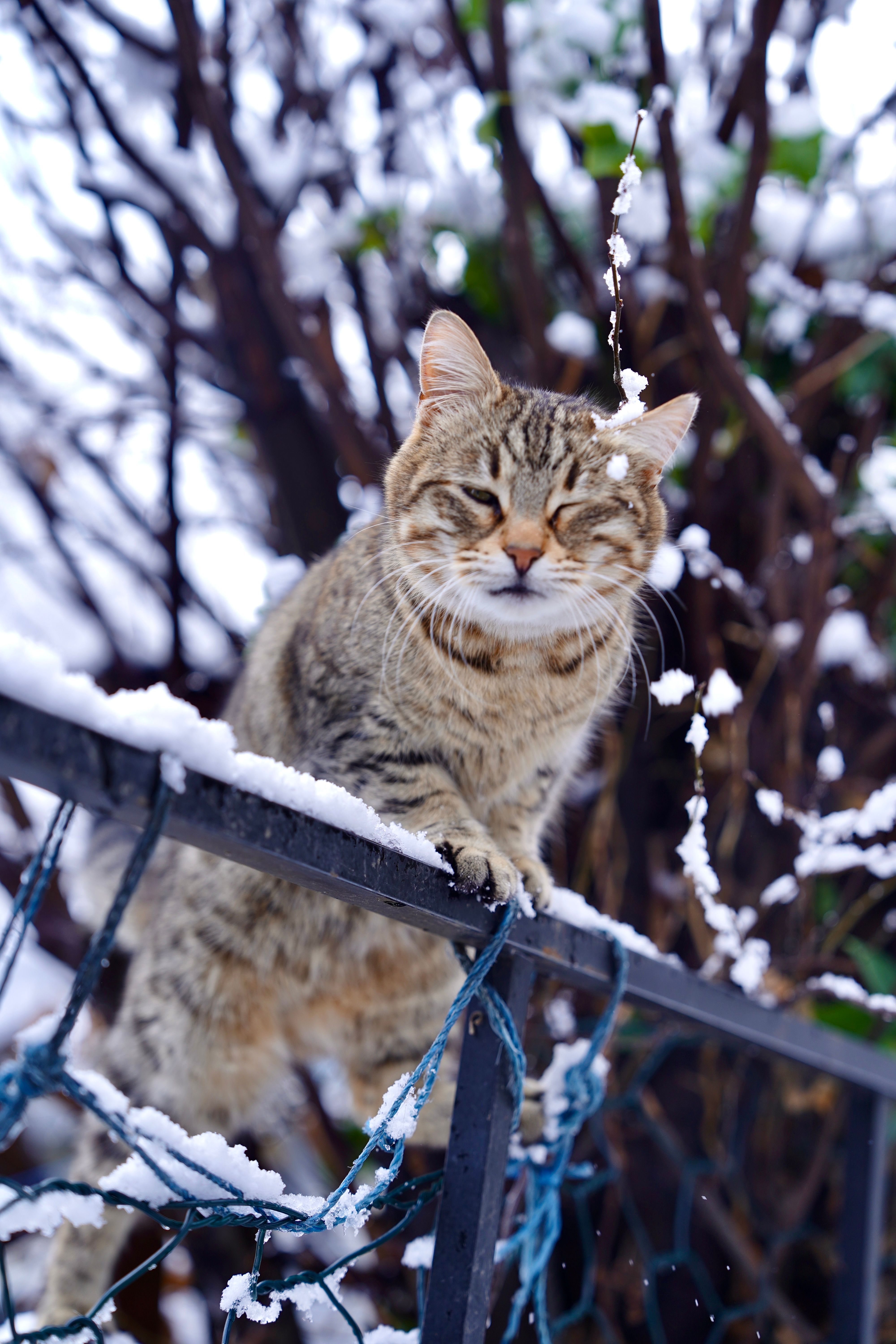 Siberian Mice Photos, Download The BEST Free Siberian Mice Stock Photos ...