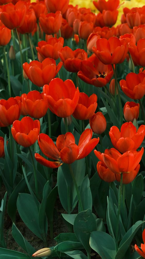 4,000+ 張最佳 紅色花 相片 · 100% 免費下載 · Pexels 圖庫相片