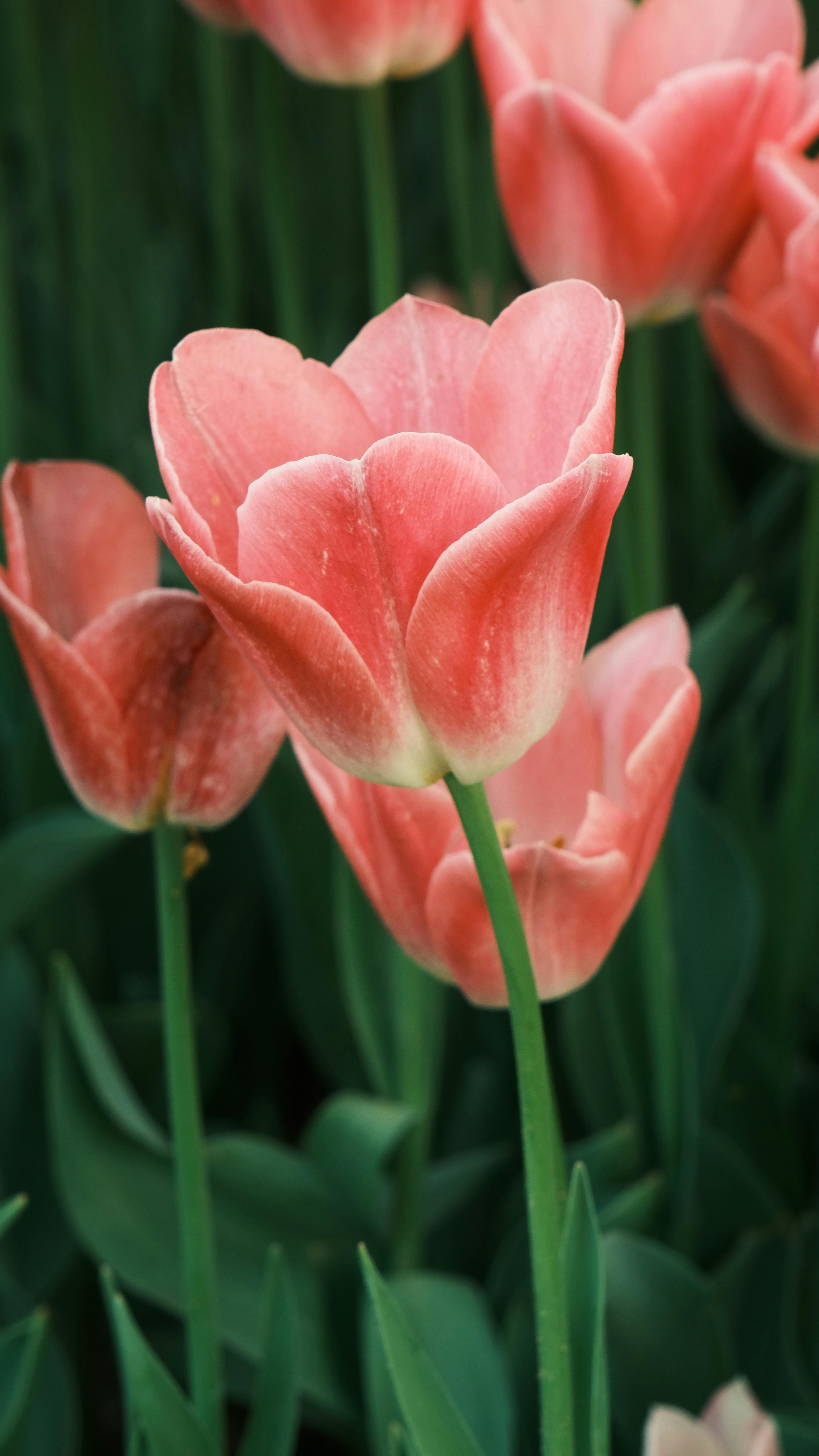 Vibrant Pink Tulips in Spring Garden Close-up · Free Stock Photo