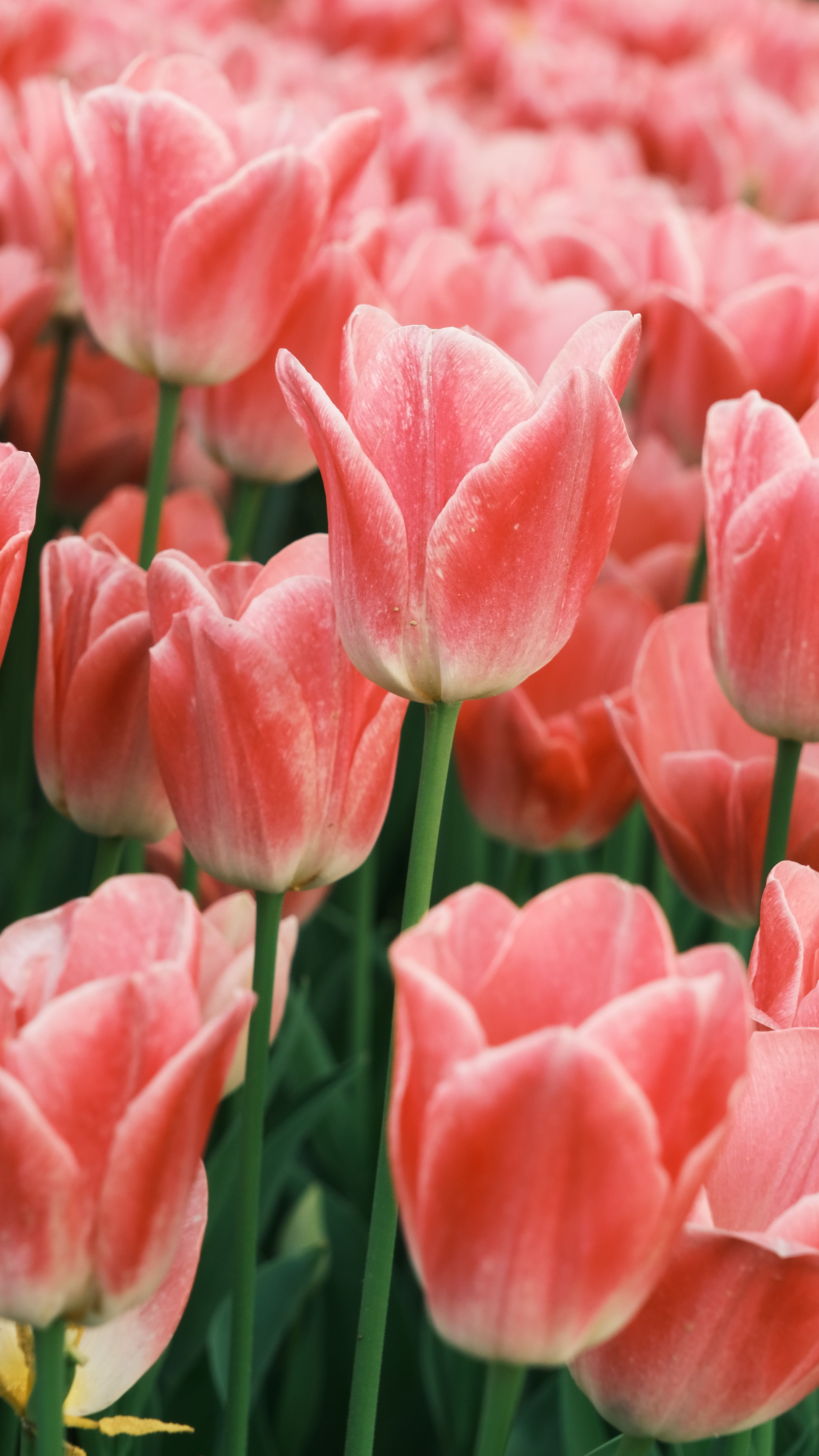 Free+Teams+Backgrounds+Spring+Tulips Photos, Download The BEST Free ...