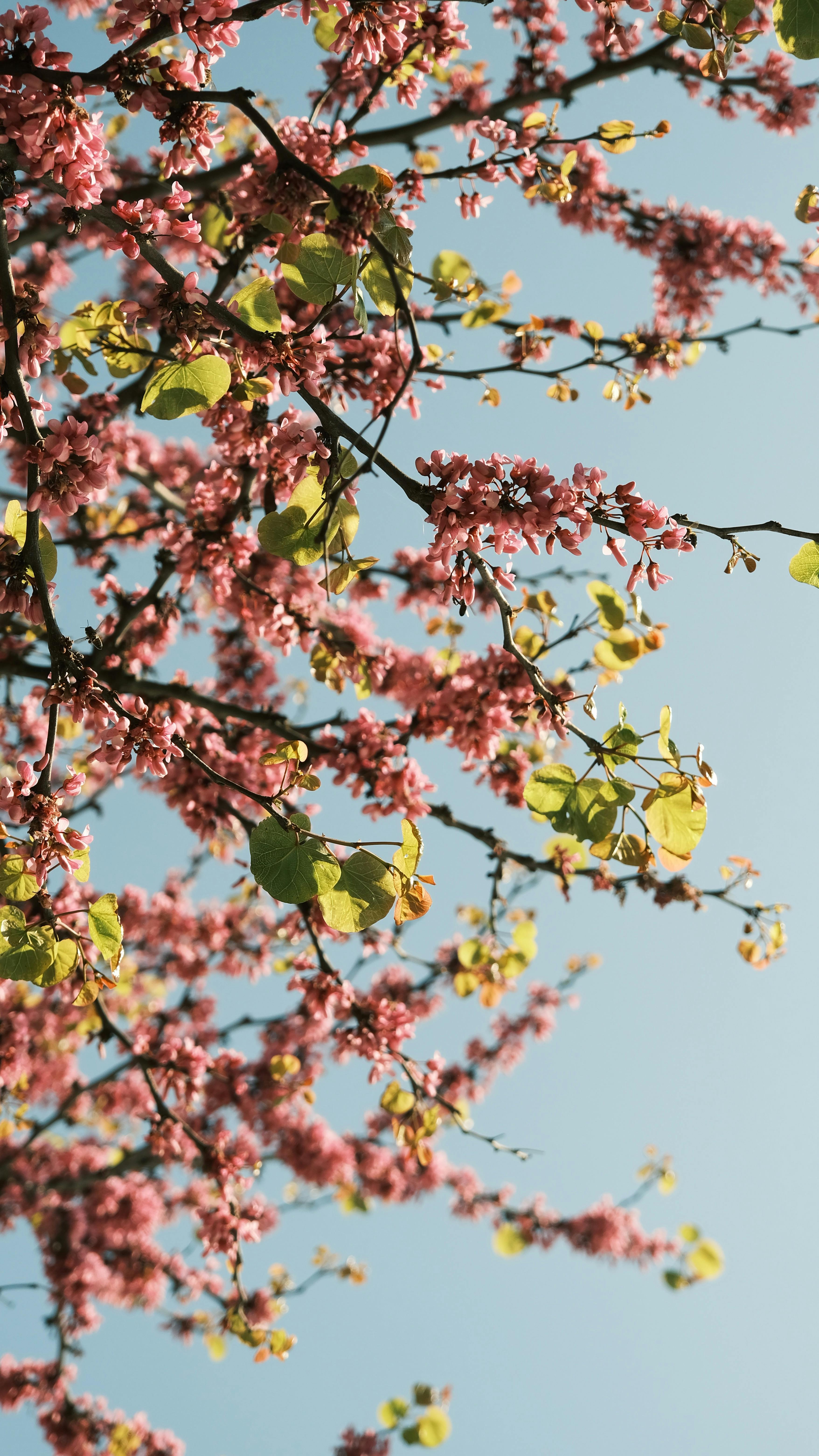 May Backgrounds Photos, Download The BEST Free May Backgrounds Stock ...