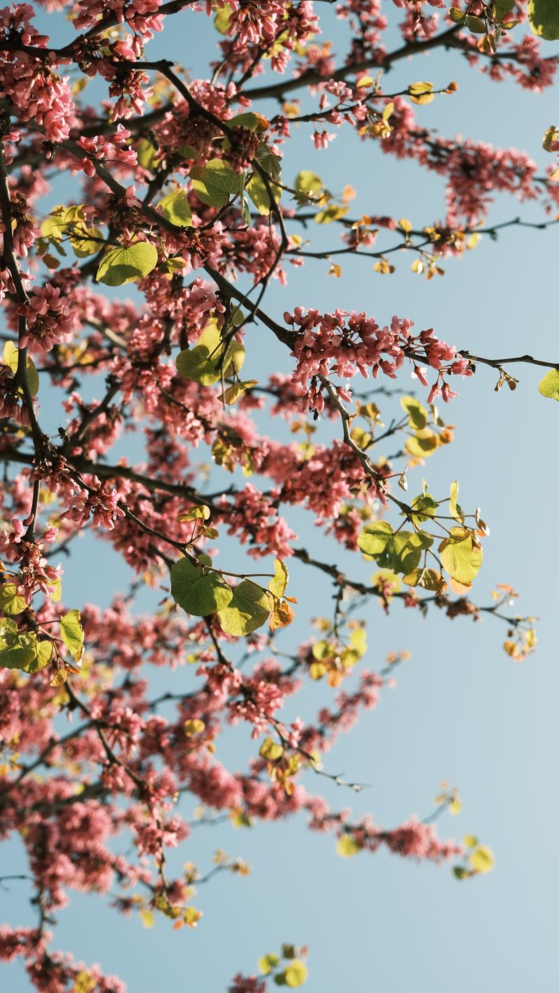 April Spring Photos, Download The BEST Free April Spring Stock Photos ...