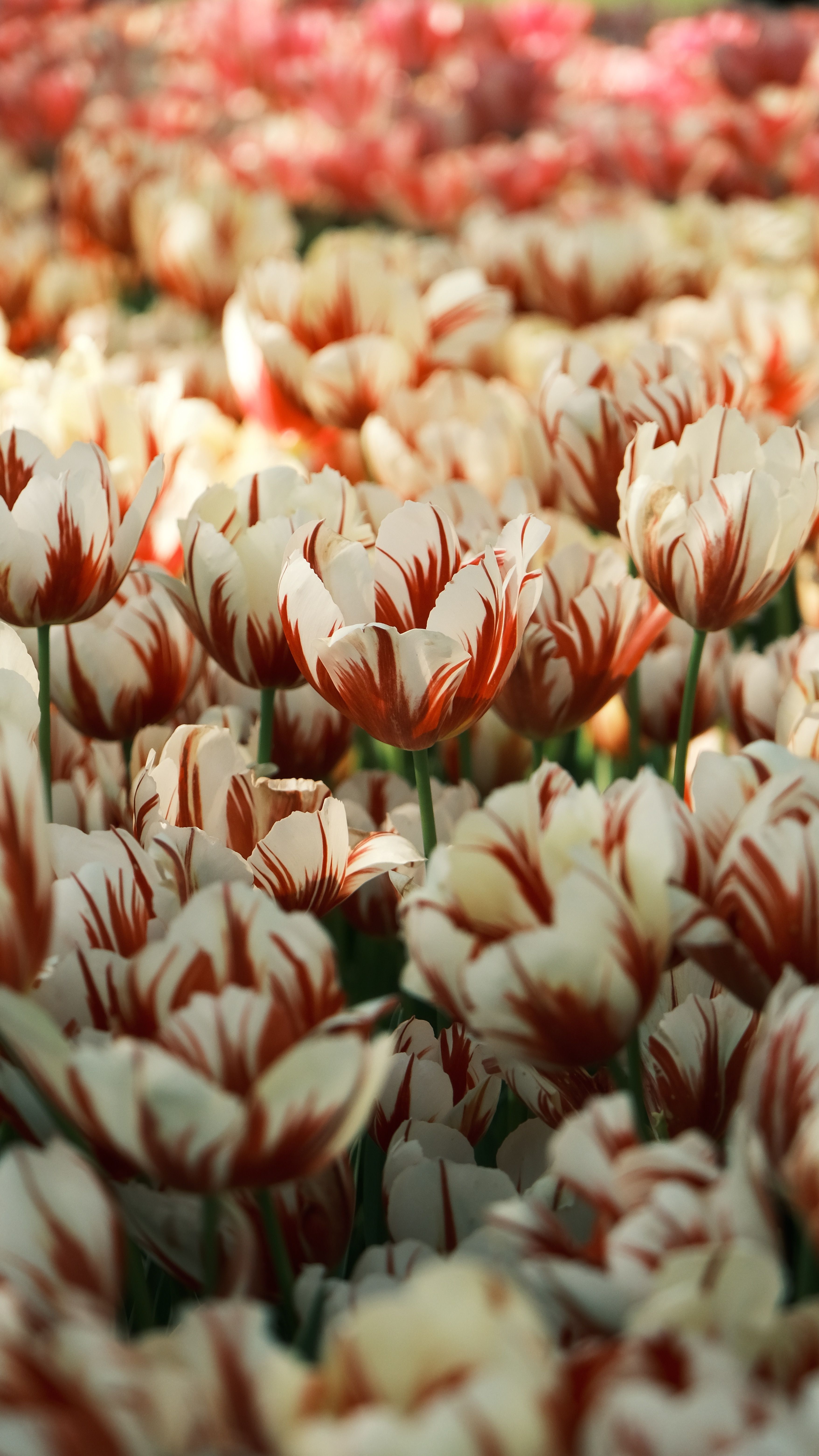 White Flower Fields Photos, Download The BEST Free White Flower Fields ...