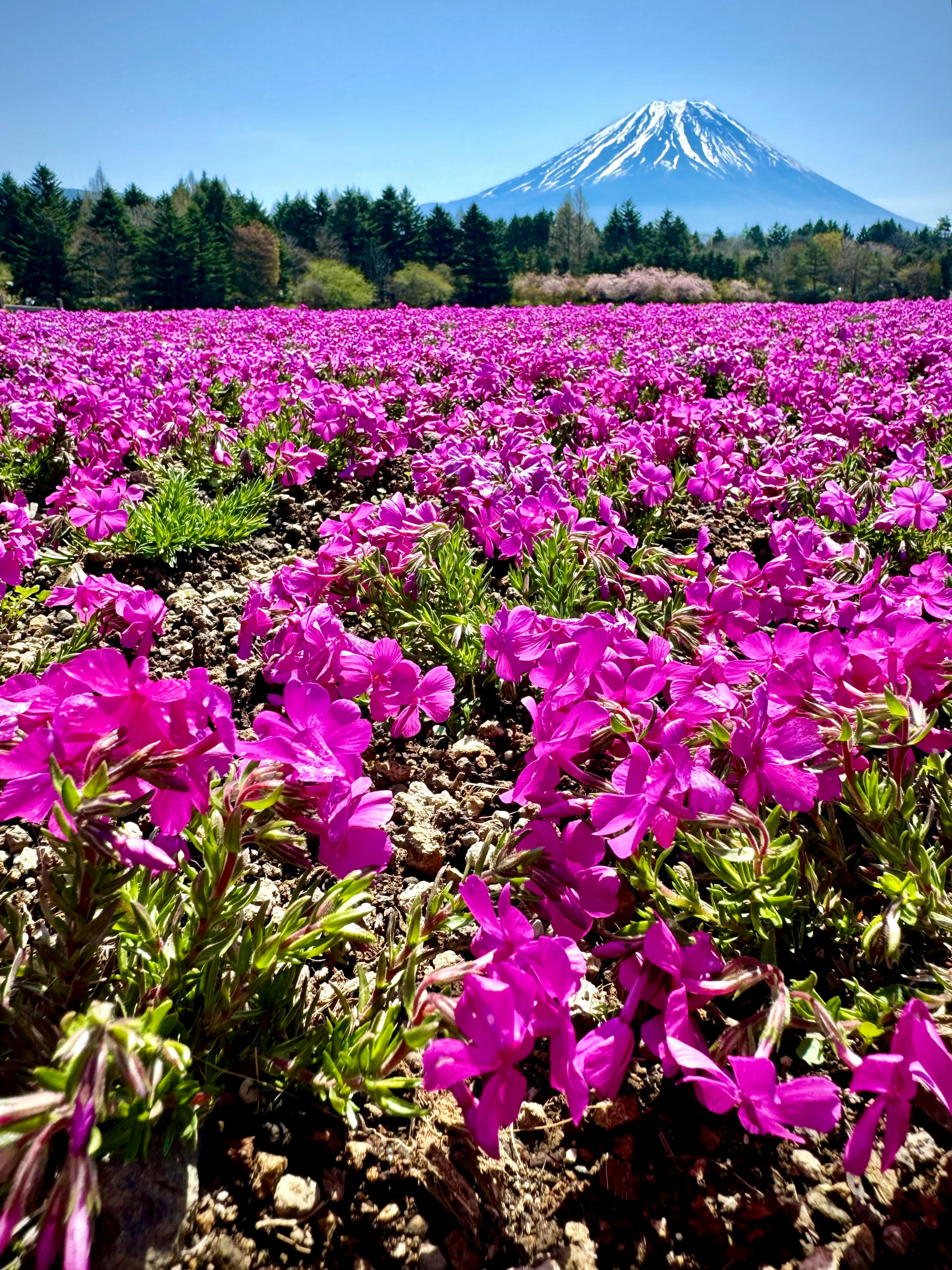 Stunning View of Mount Fuji with Pink Moss · Free Stock Photo