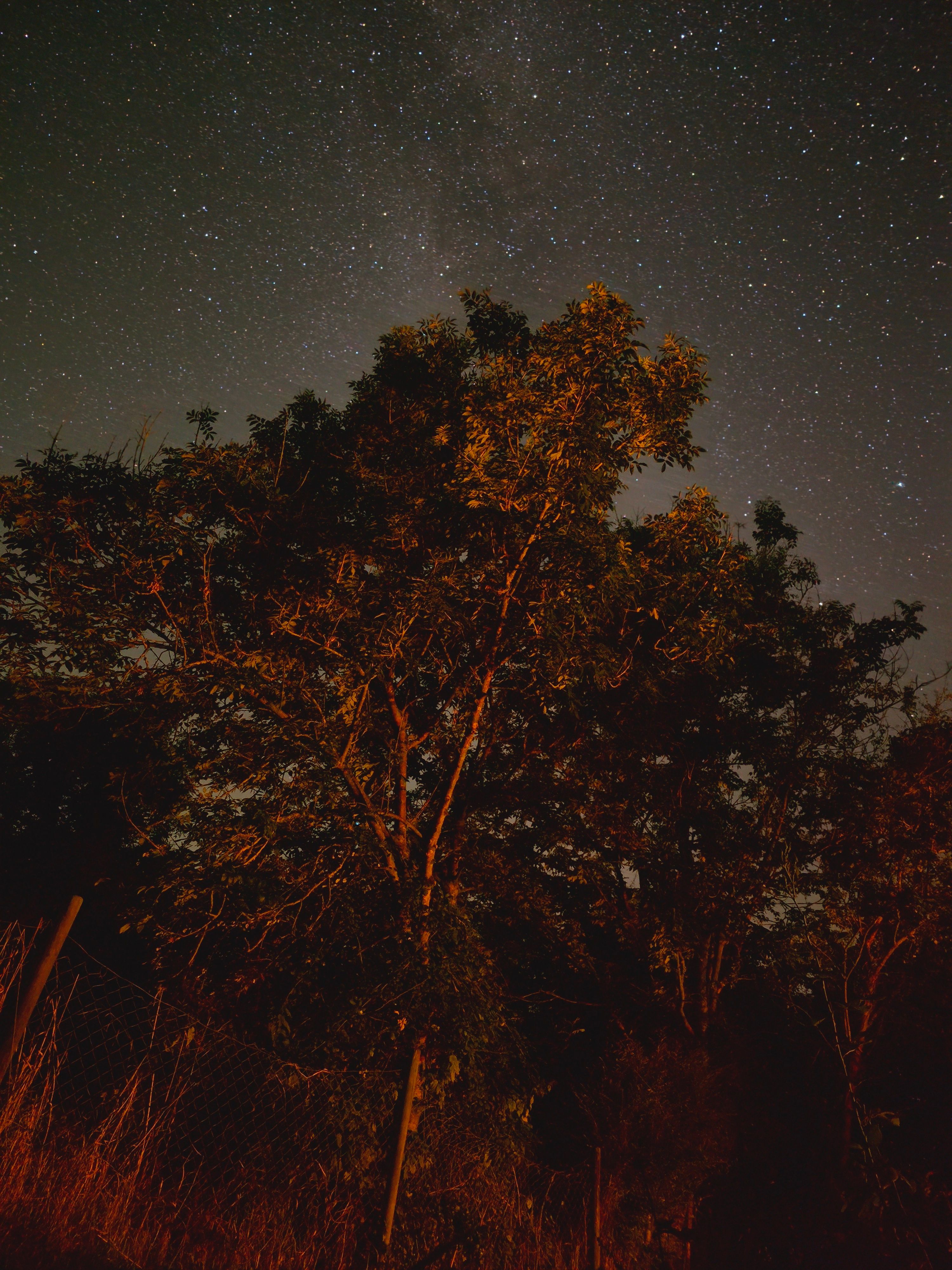 Starry Night Sky with Tree Silhouette in Ireland · Free Stock Photo