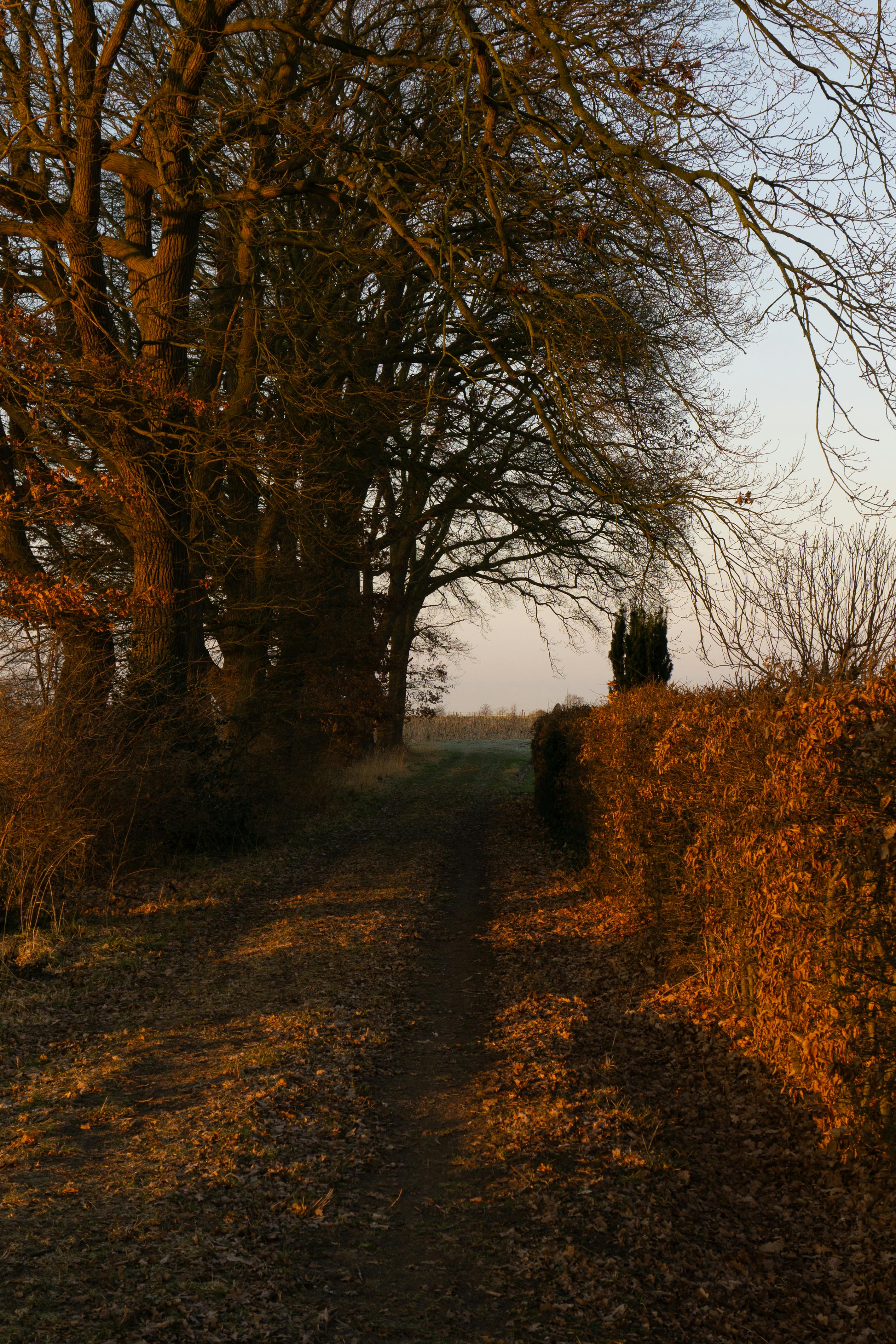 Scenic Rural Pathway in Achim, Germany at Sunset · Free Stock Photo
