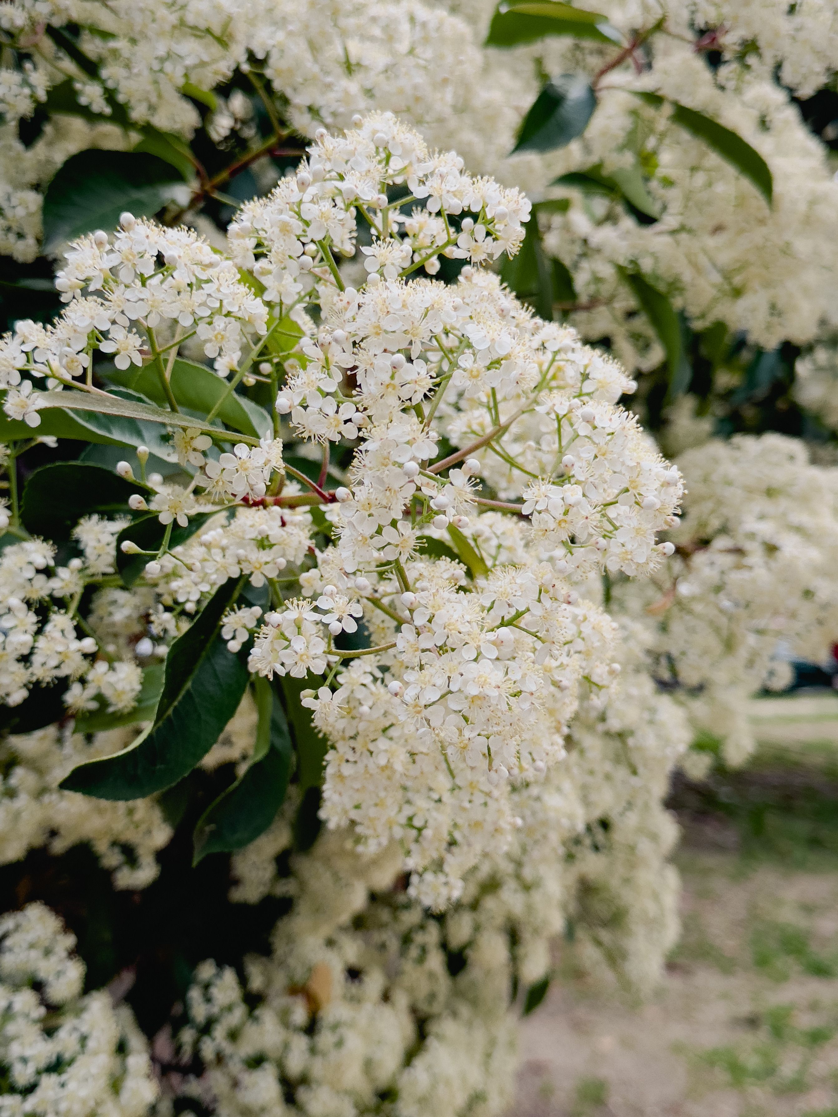 Shrubs Photos, Download The BEST Free Shrubs Stock Photos & HD Images