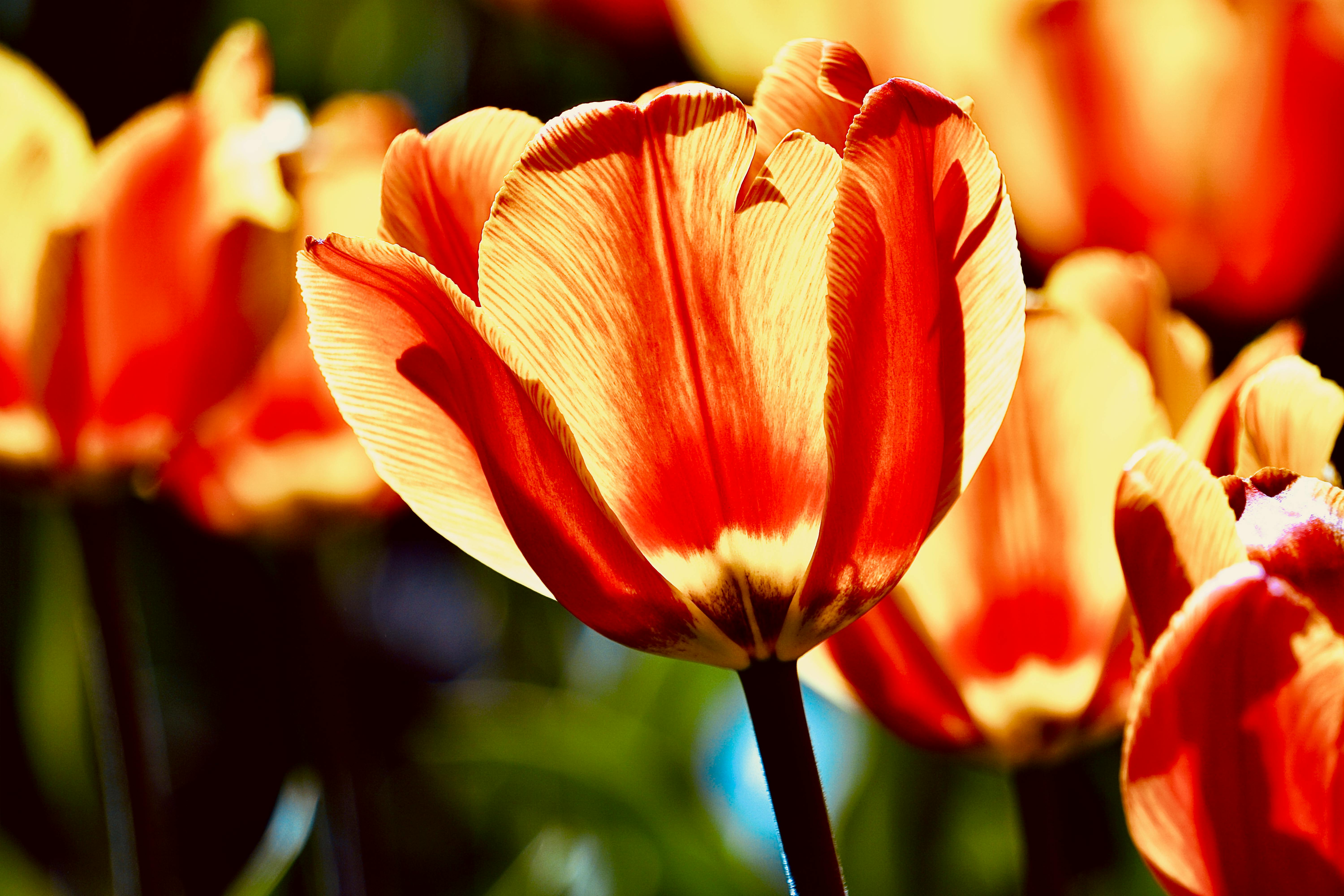Spring Season Photos, Download The BEST Free Spring Season Stock Photos ...
