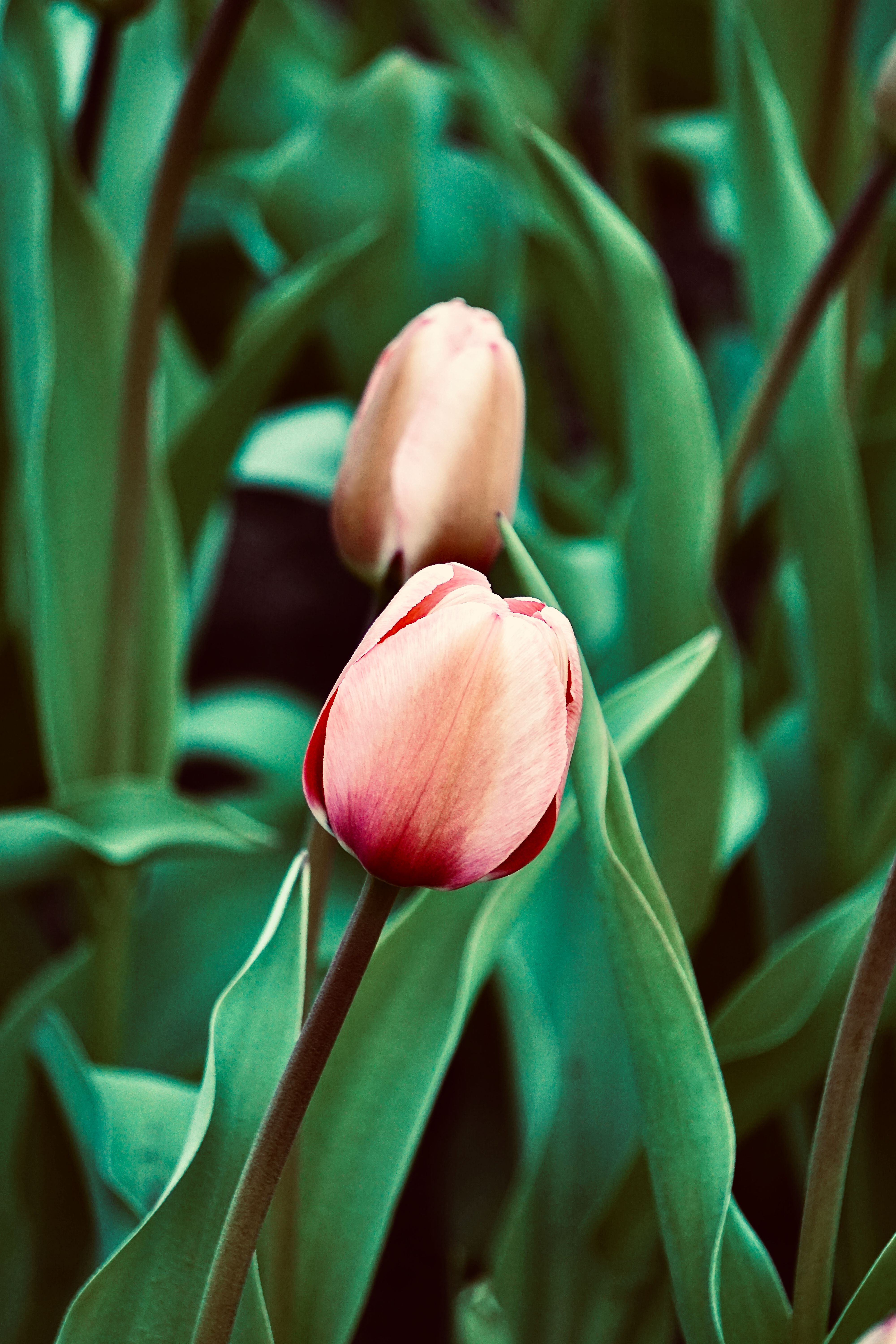 Color: Green Photos, Download The BEST Free Color: Green Stock Photos ...